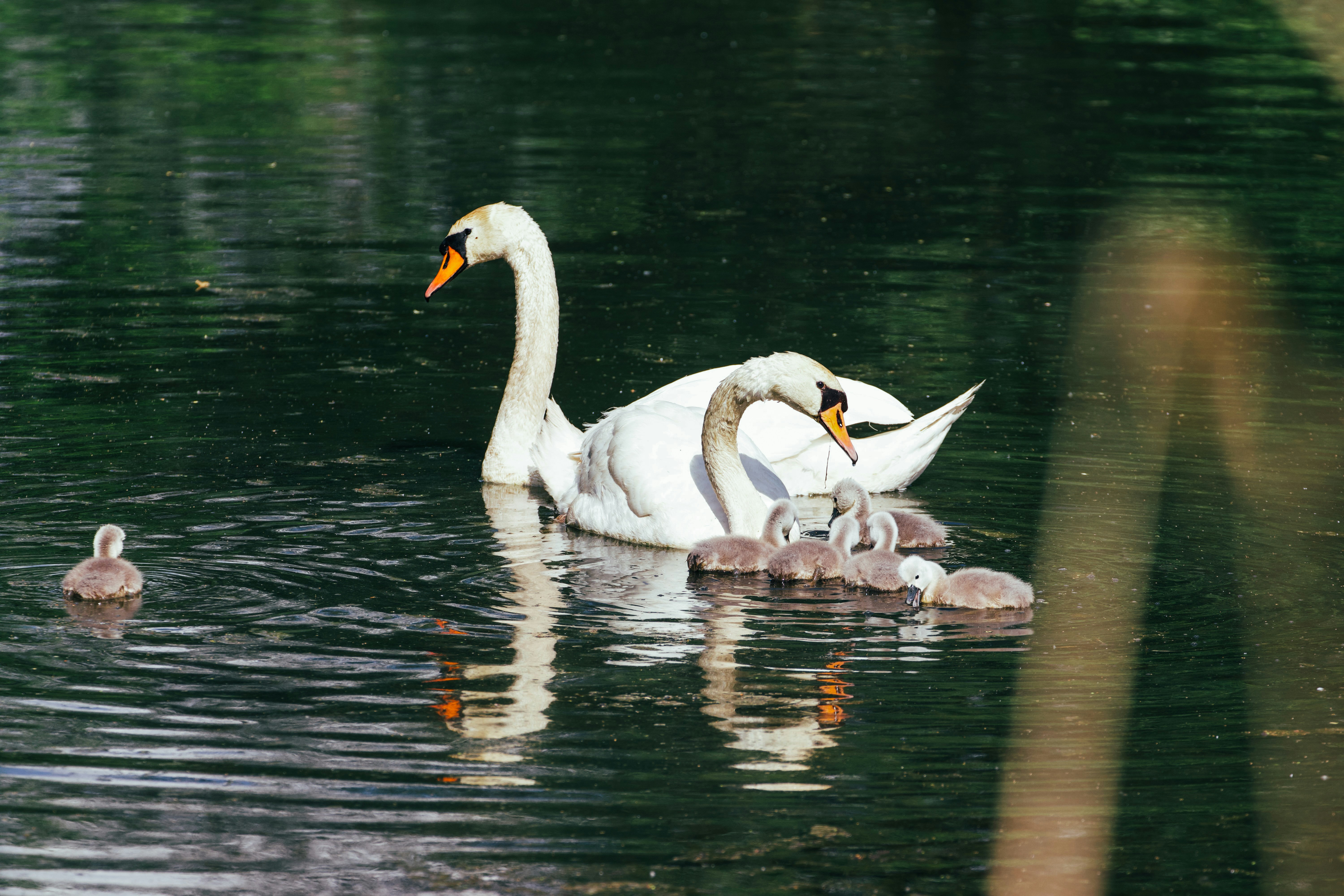 Echoes on a Quiet Pond: Swans and Cygnets Glide in Reflective Water