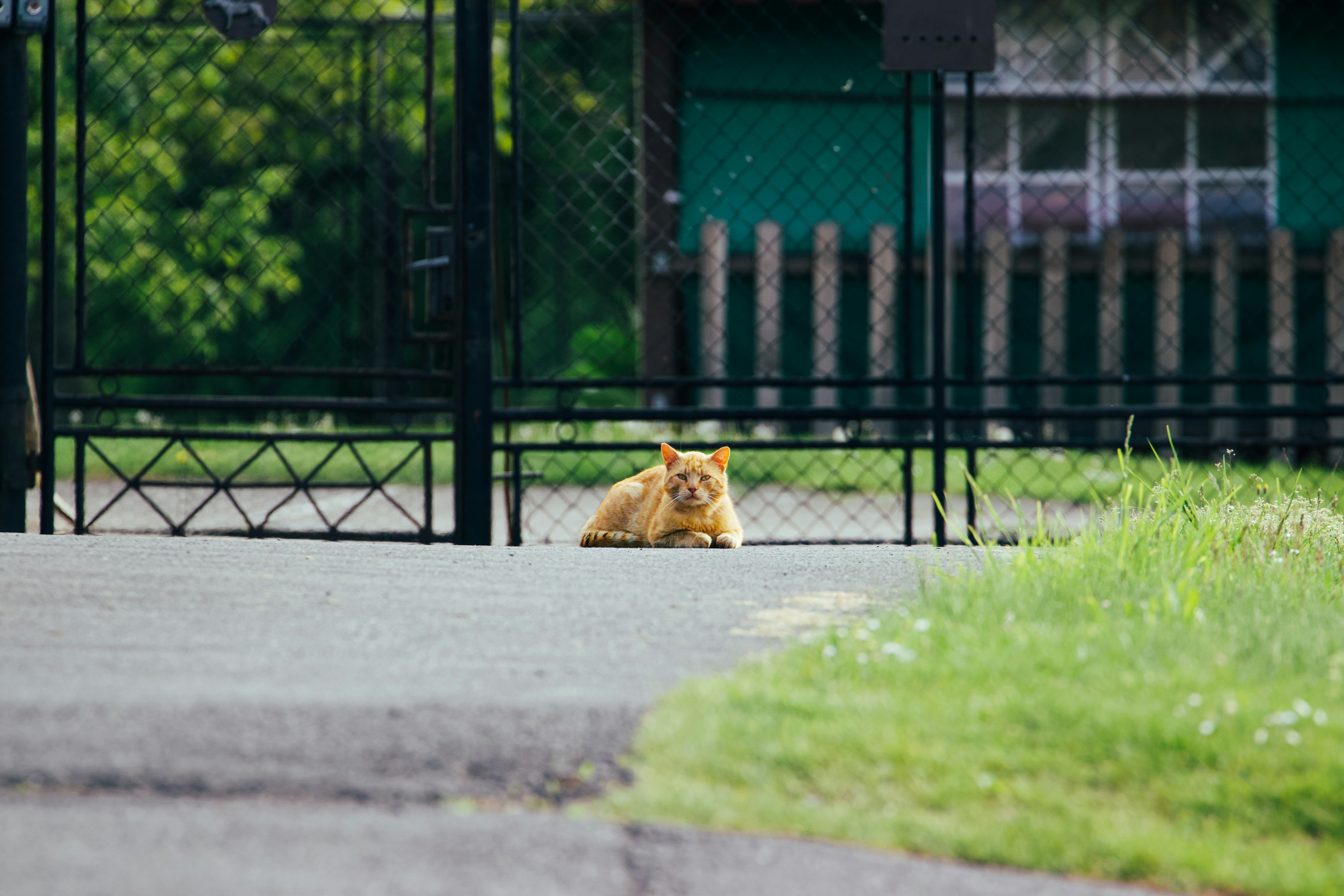 Cat at the Gate: a Quiet Pause on the Path