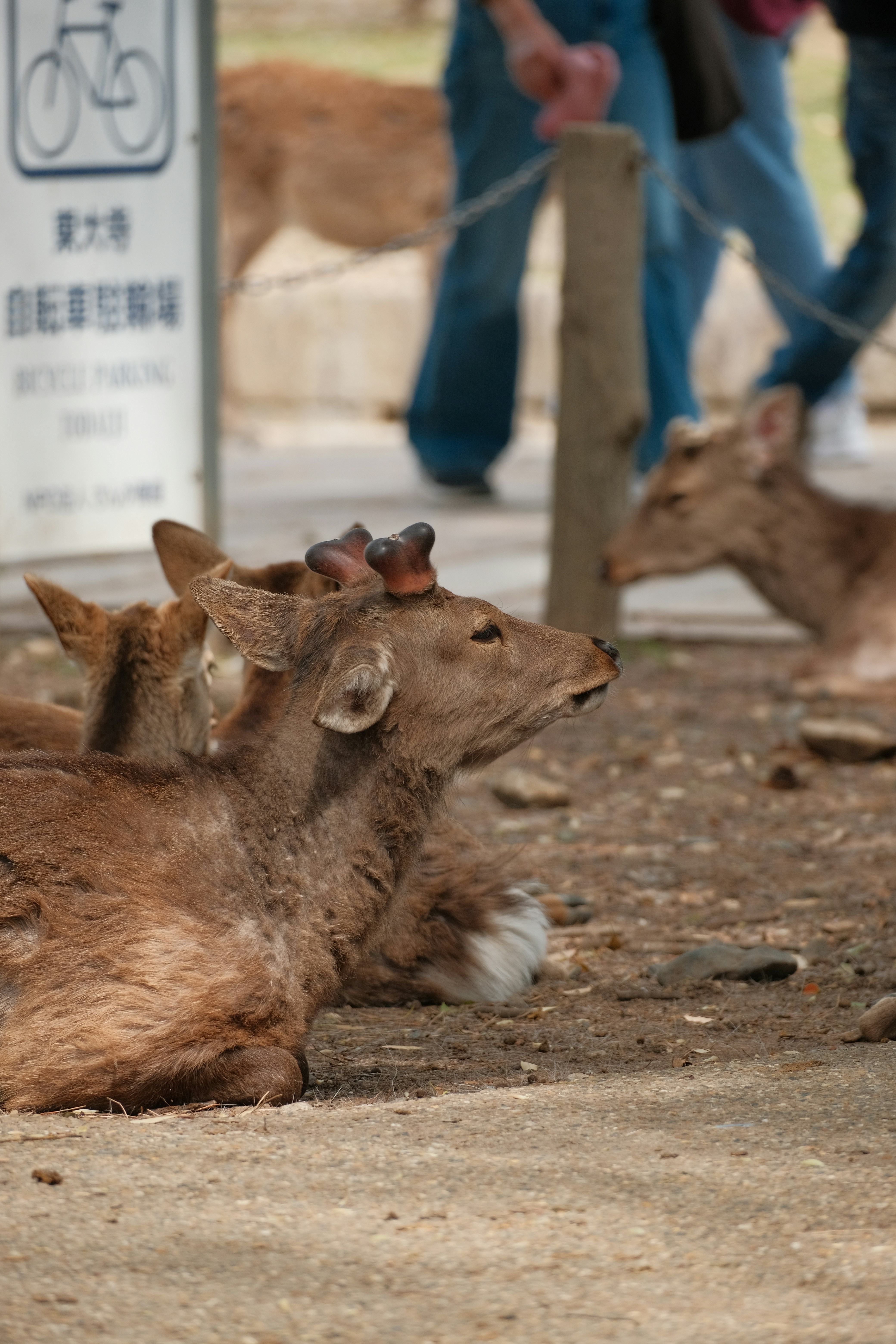 Park Reverie: a resting deer framed by blurred passersby and a sign