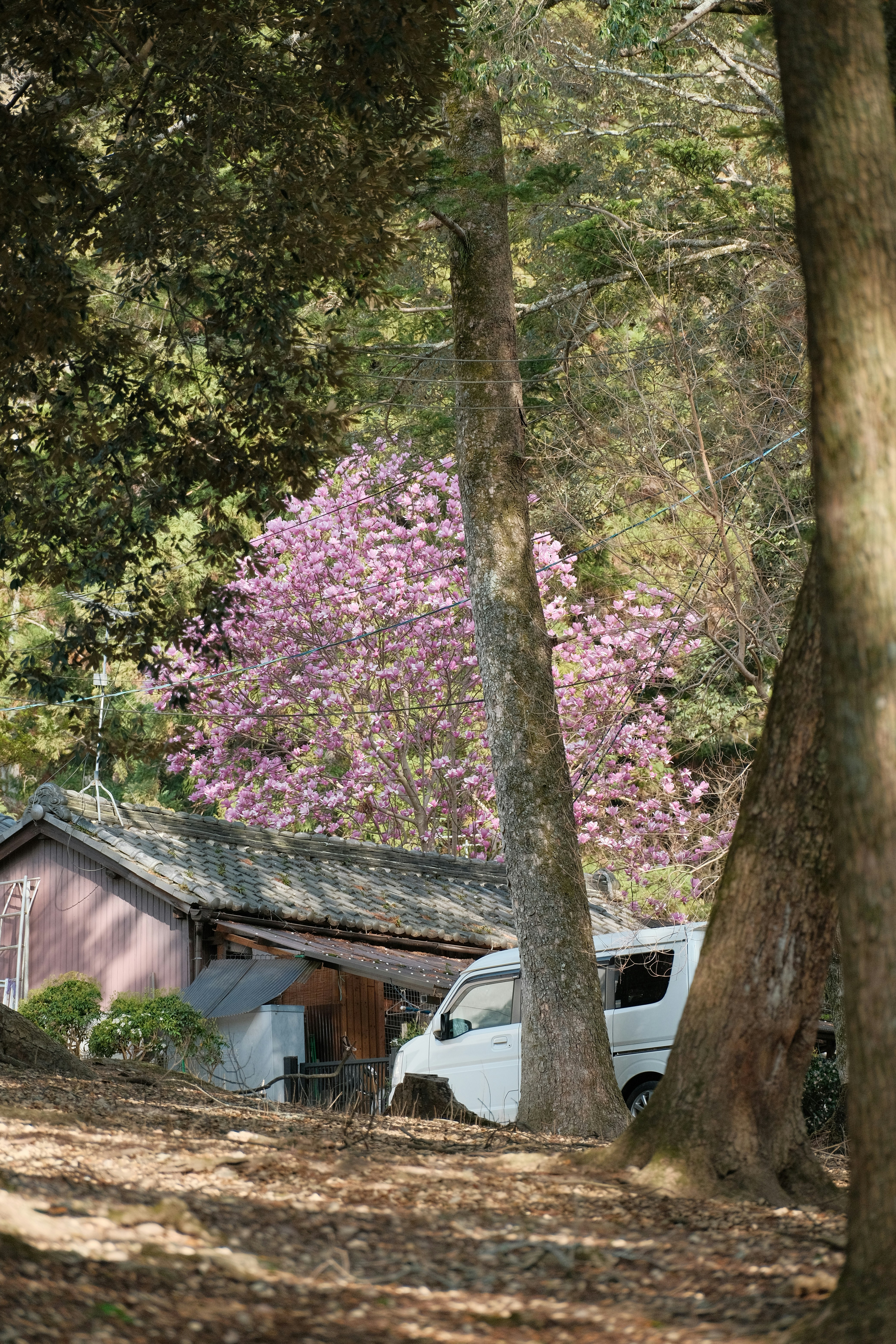 Captured on April 8 2025, at Nara Park, Nara.