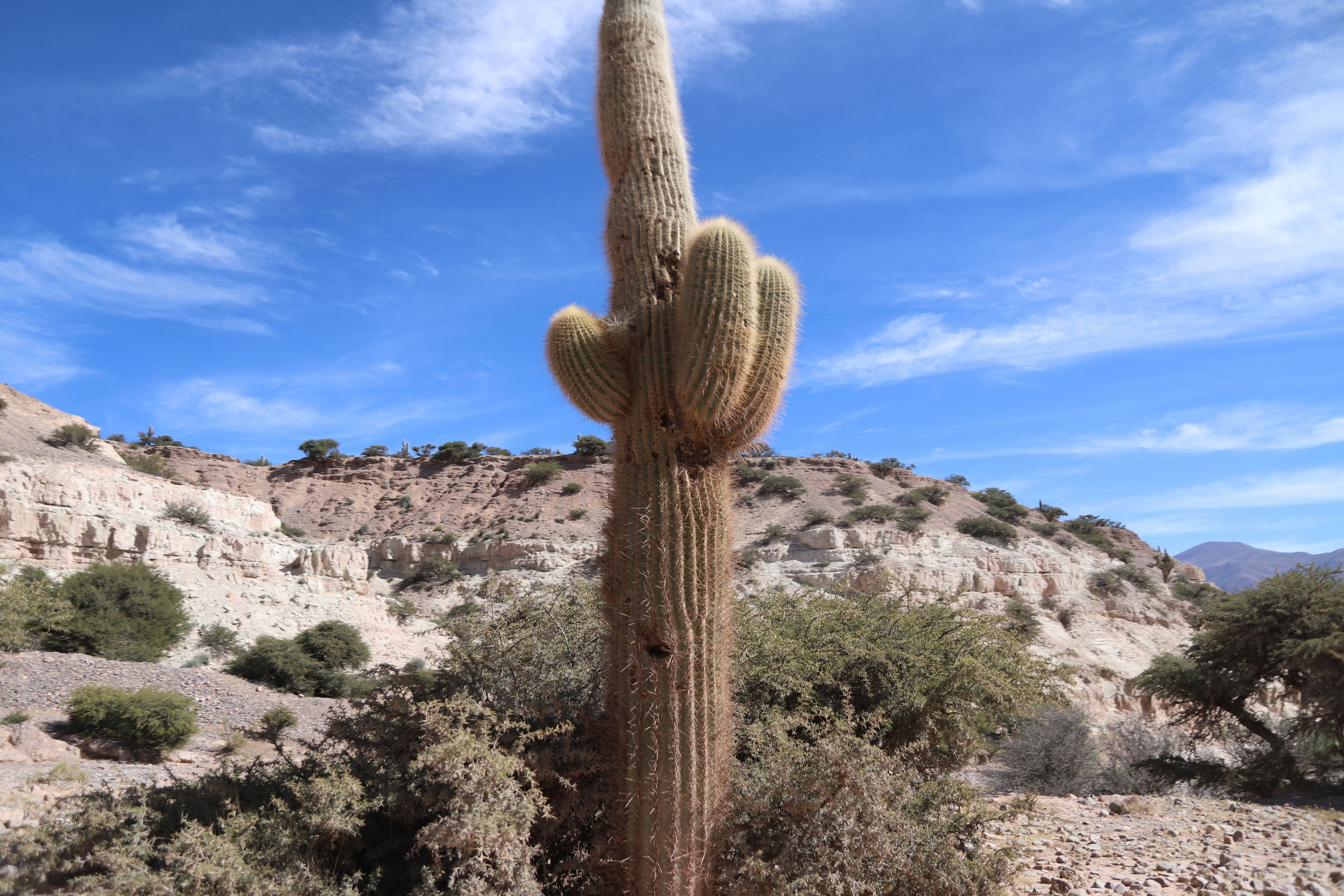 Desert Sentinel: The Majestic Saguaro