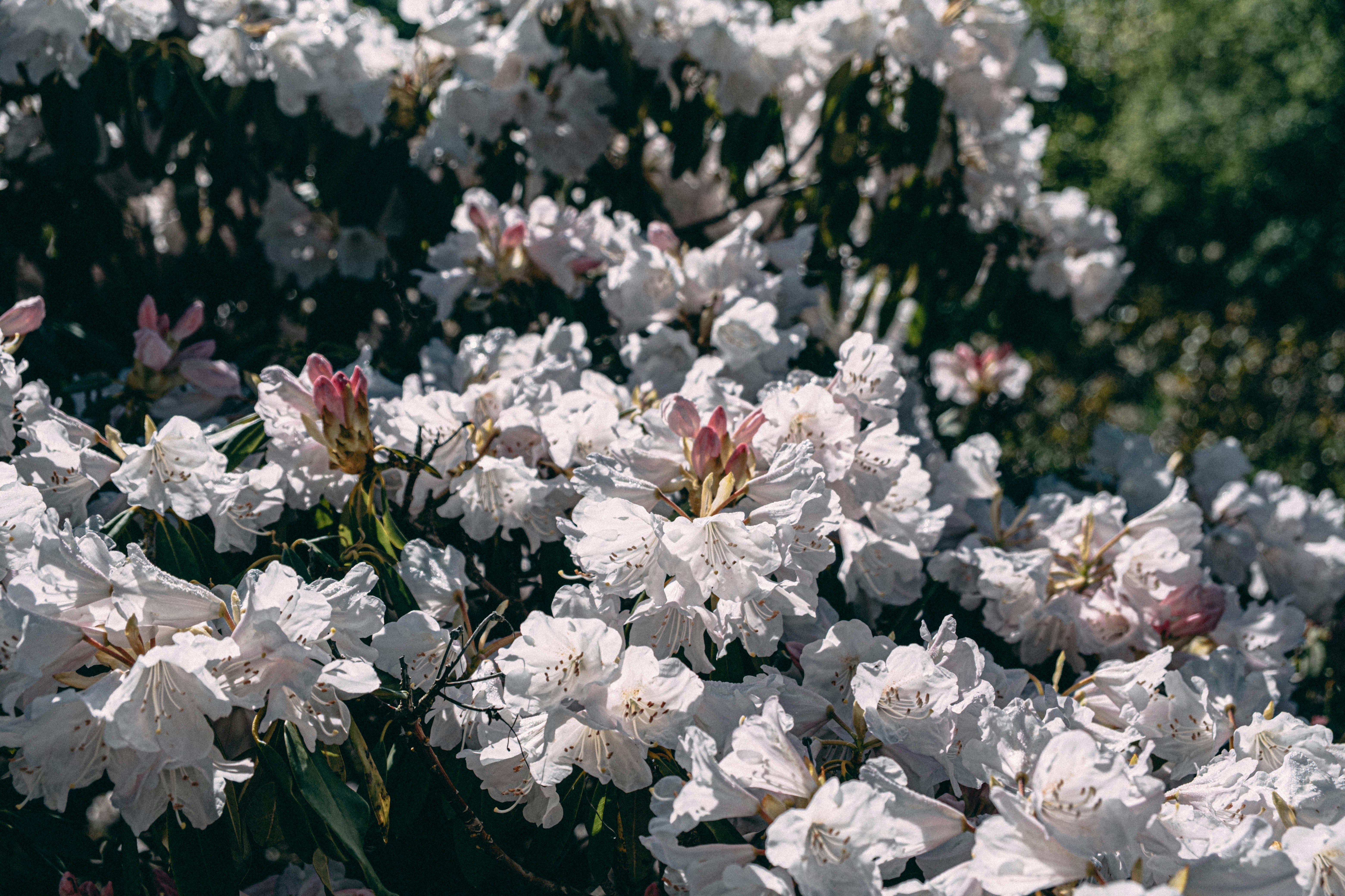 Sunlit Silk: White Blossoms in Close-Up
