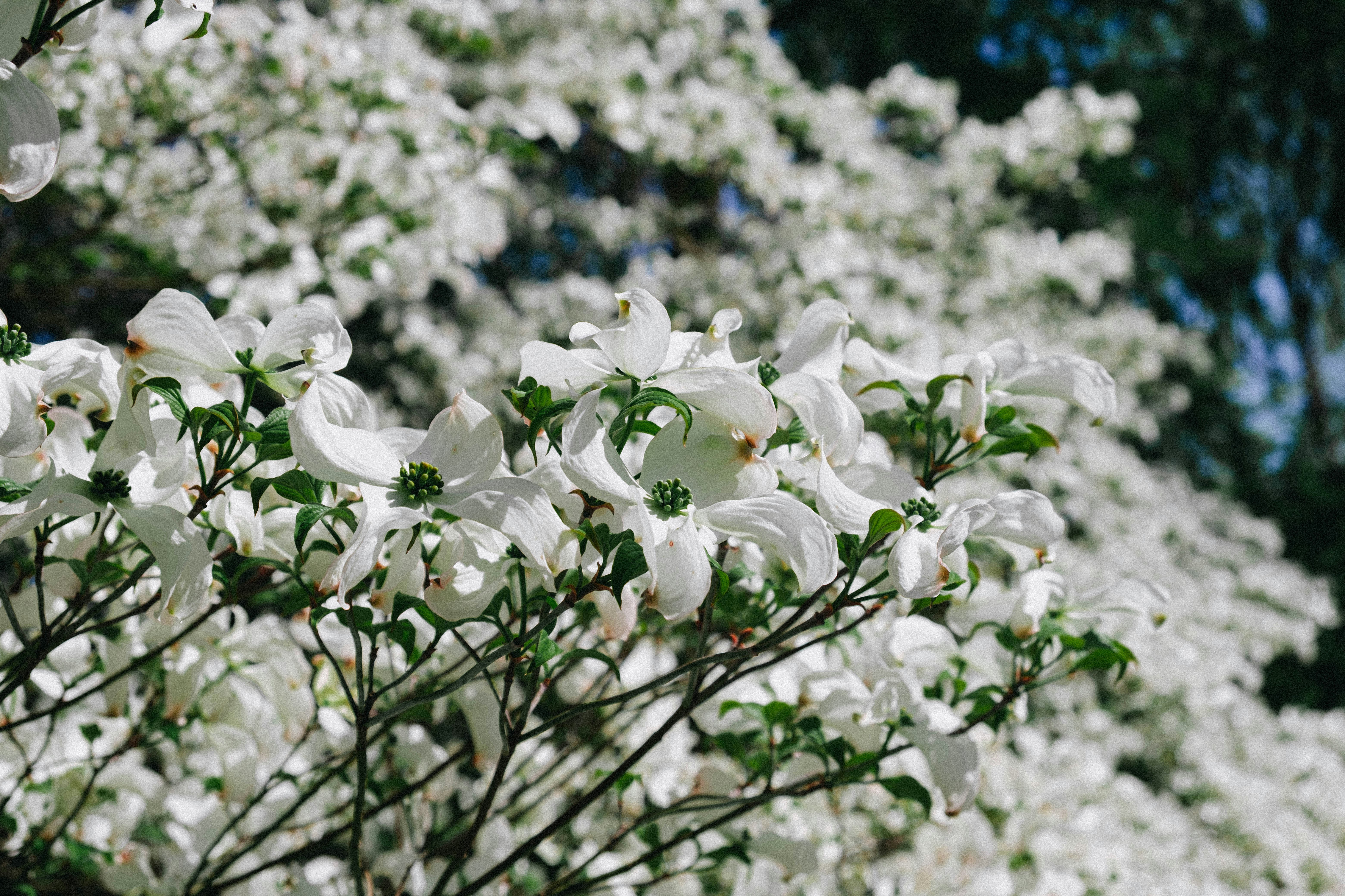White dogwood flowers bloom in abundance.