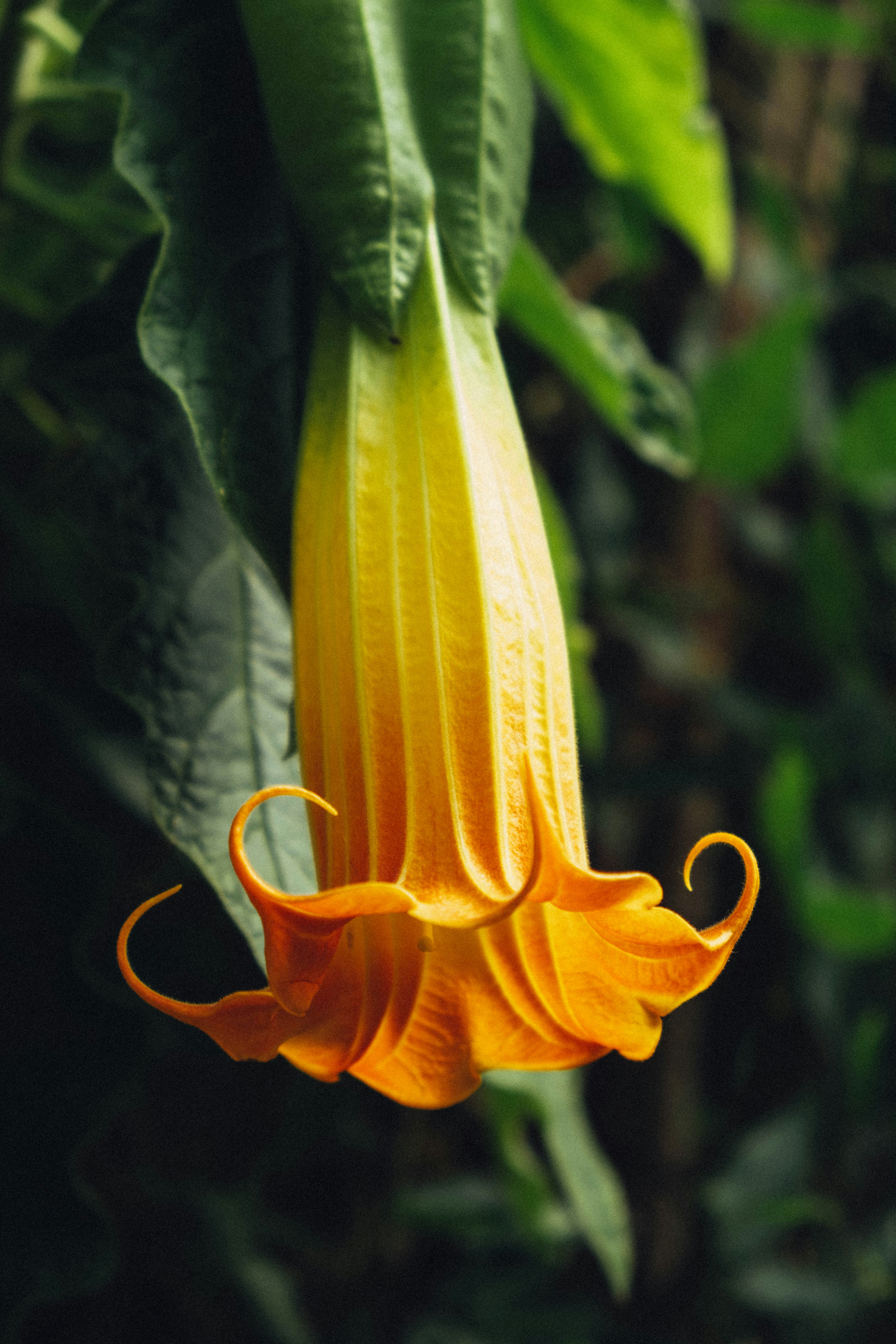 Golden Trumpet Bloom Drooping into Velvet Green
