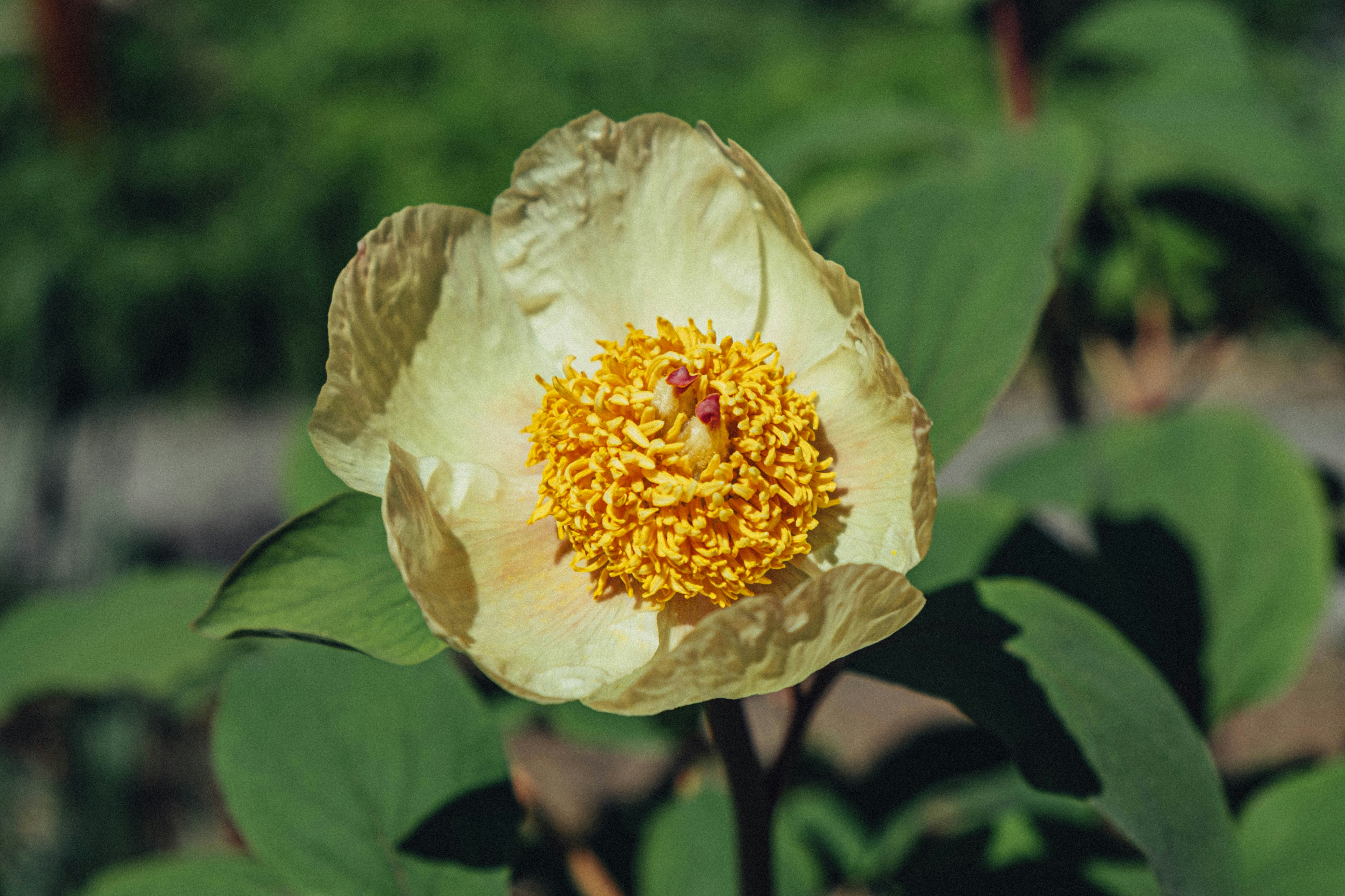 Golden-center Bloom: A Cream Peony in Soft Focus