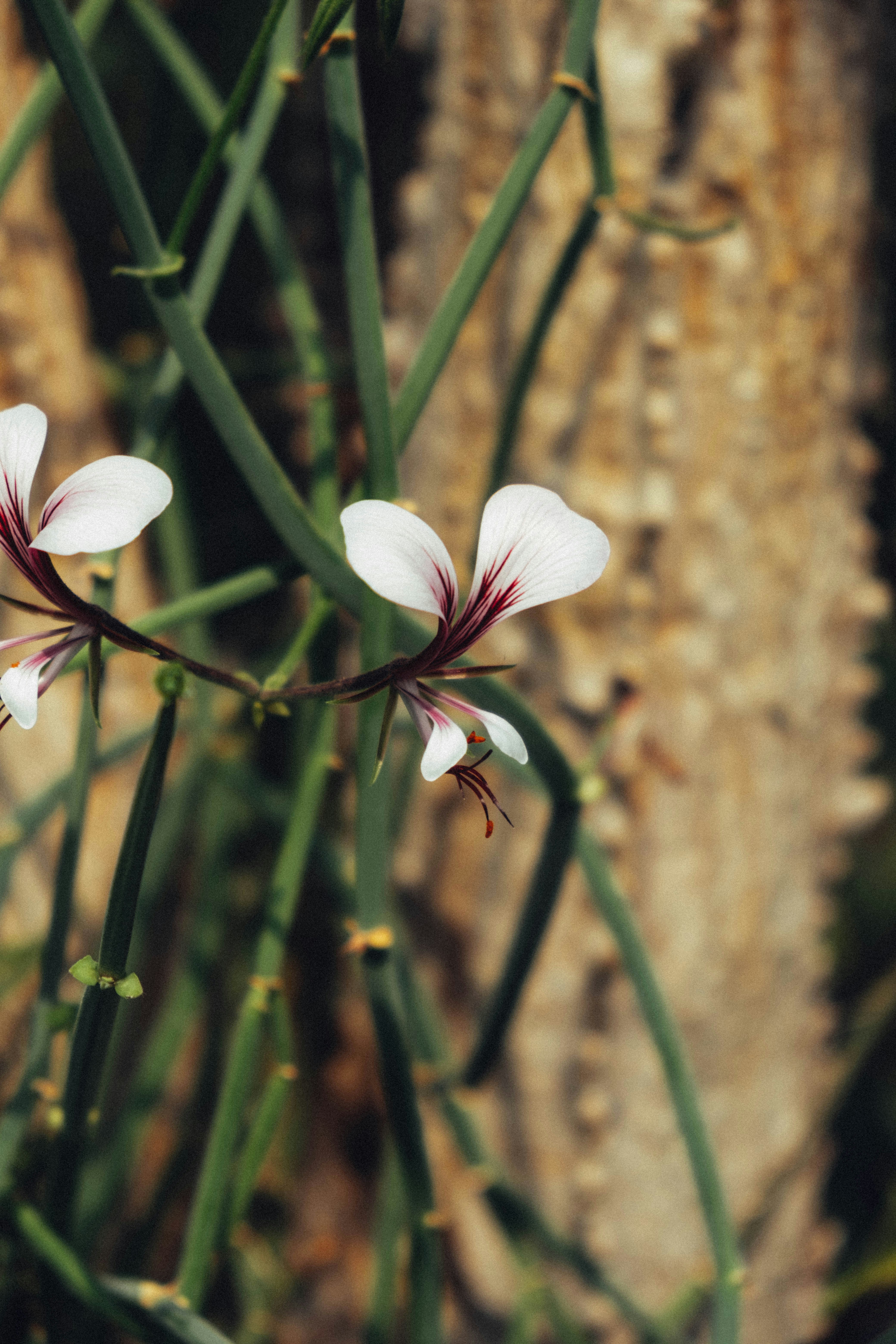 Crimson-Centered White Petals Weaving Through Green Tendrils