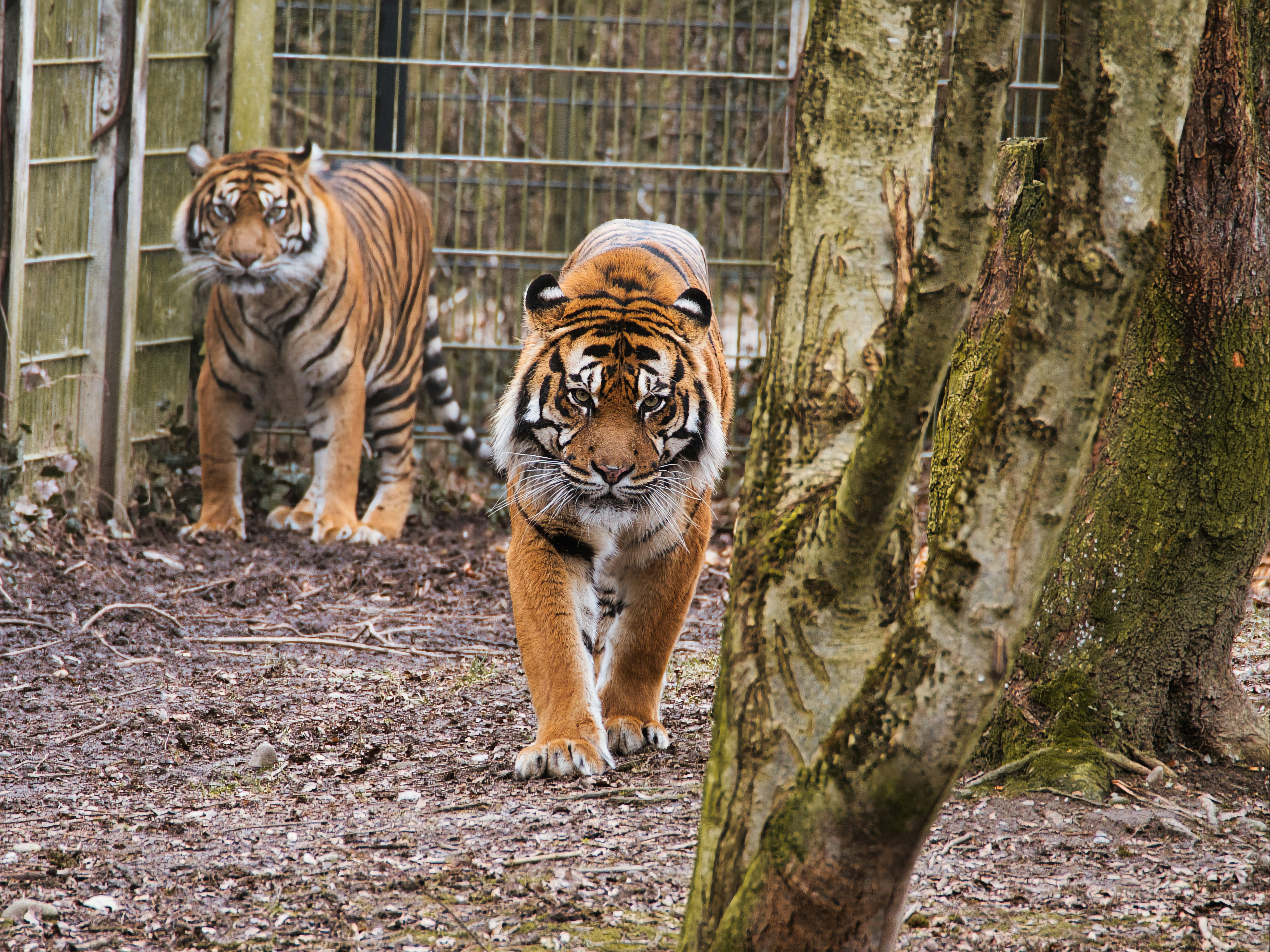 Two tigers stand and walk in their enclosure. photo – Free Tiger Image ...