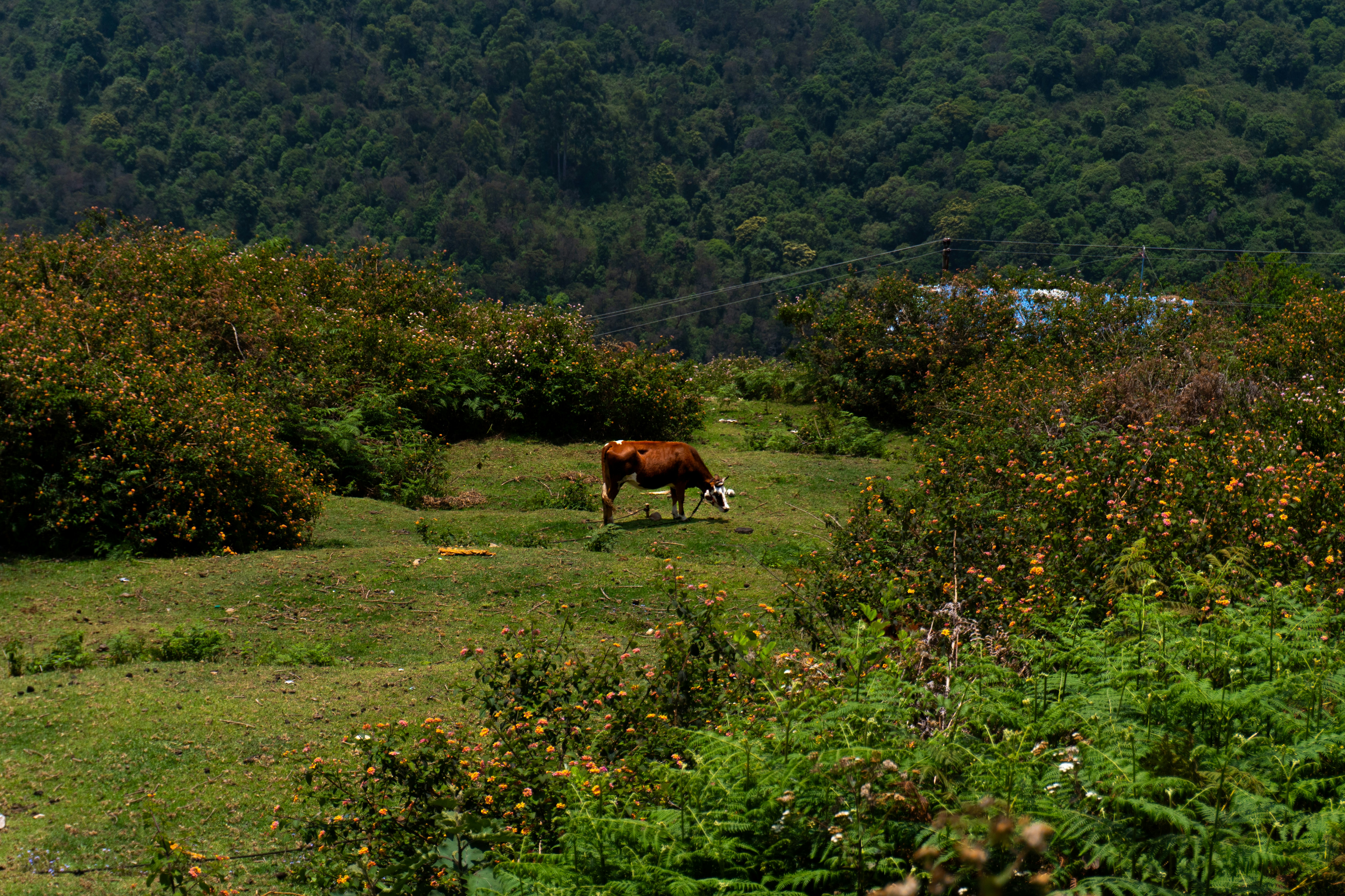 Lone Grazer Amid Blooming Meadow and Distant Hills