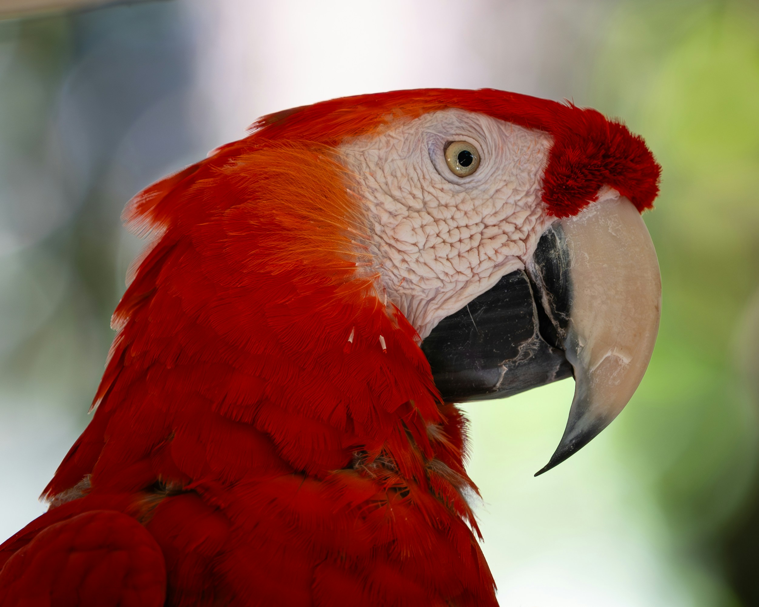 Crimson Gaze: A Close-Up Portrait of a Scarlet Macaw