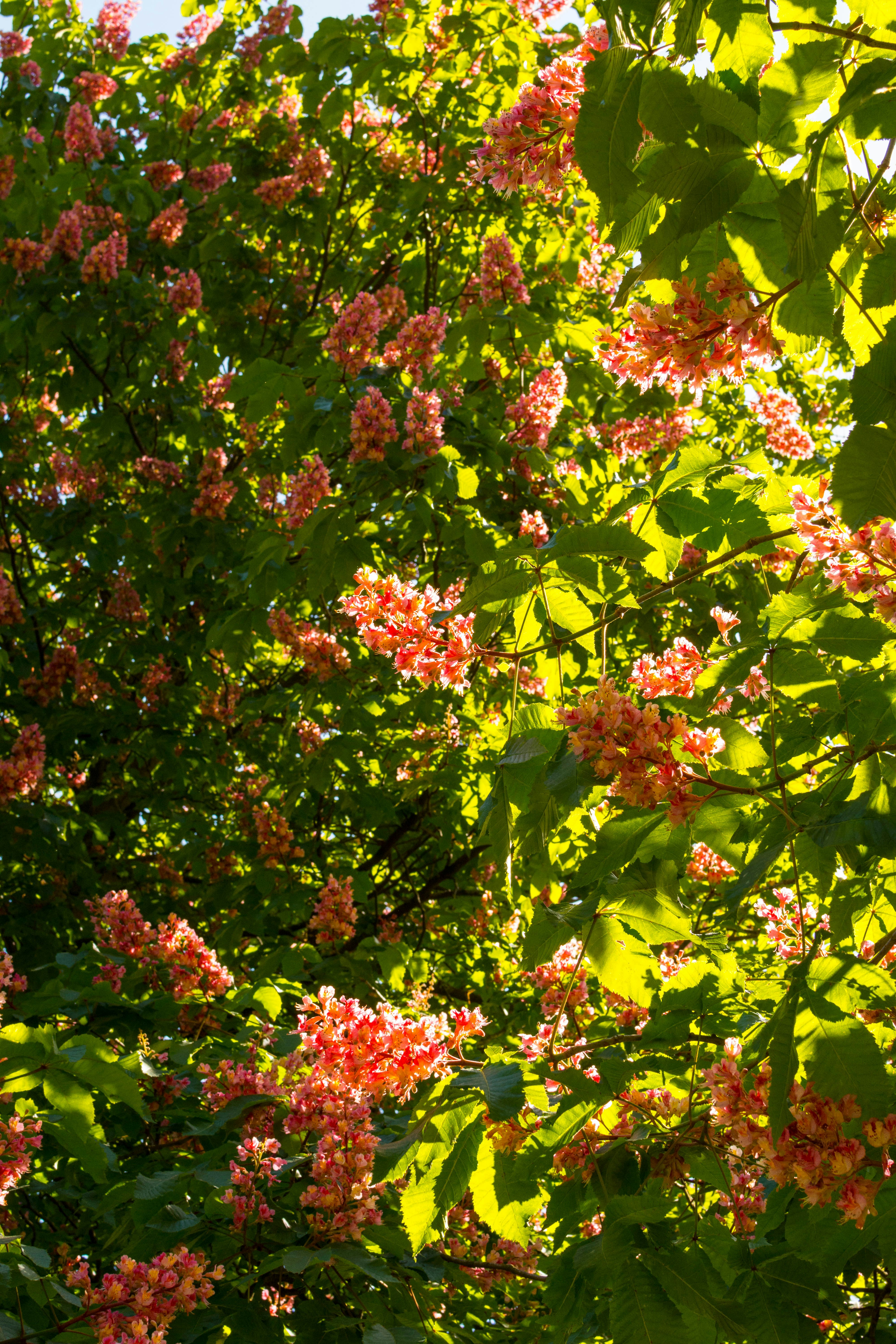 Sunlit Pink Panicles Nestled in a Verdant Canopy