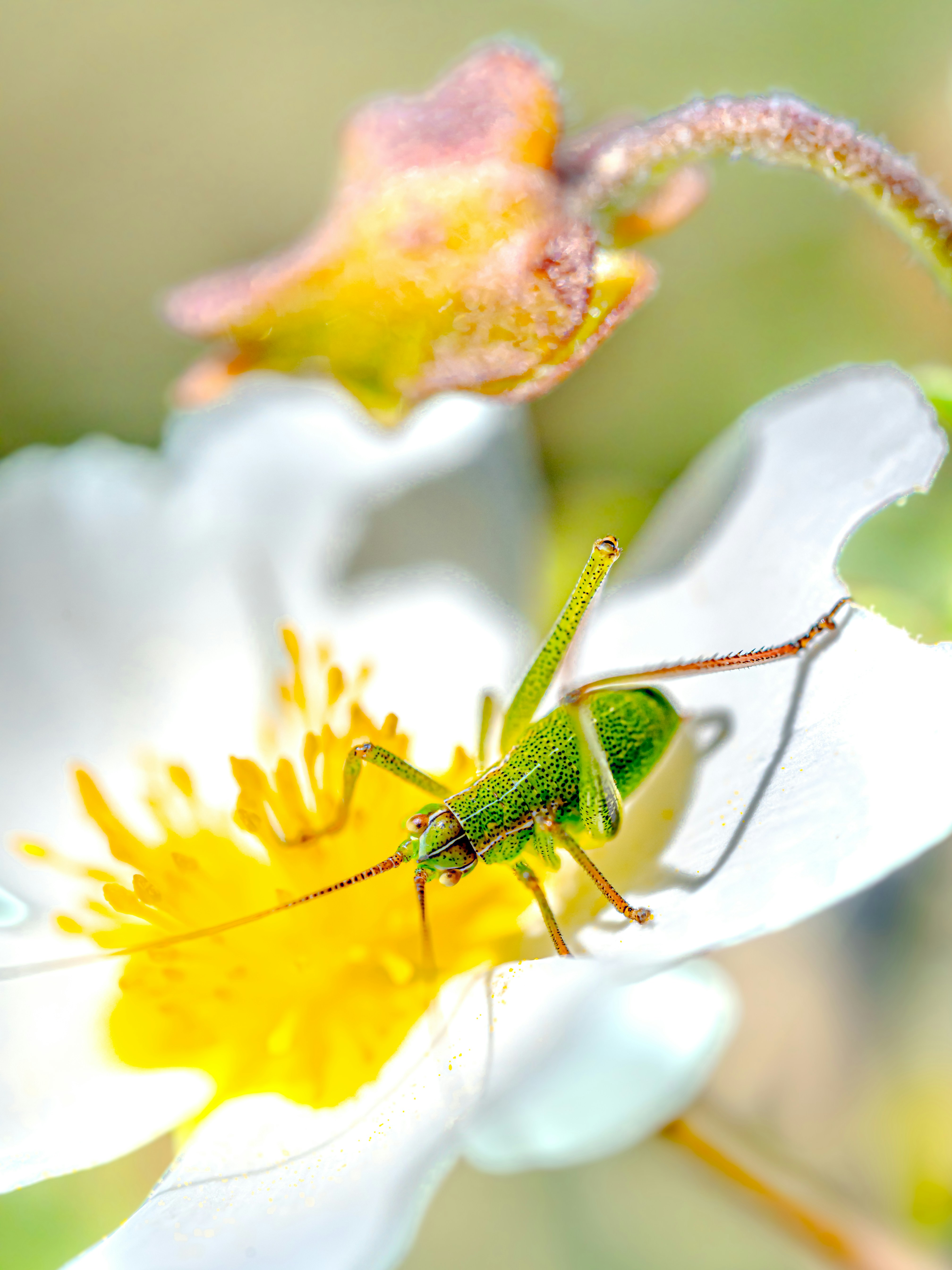 Emerald Katydid on a Sunlit White Bloom: A Macro Moment