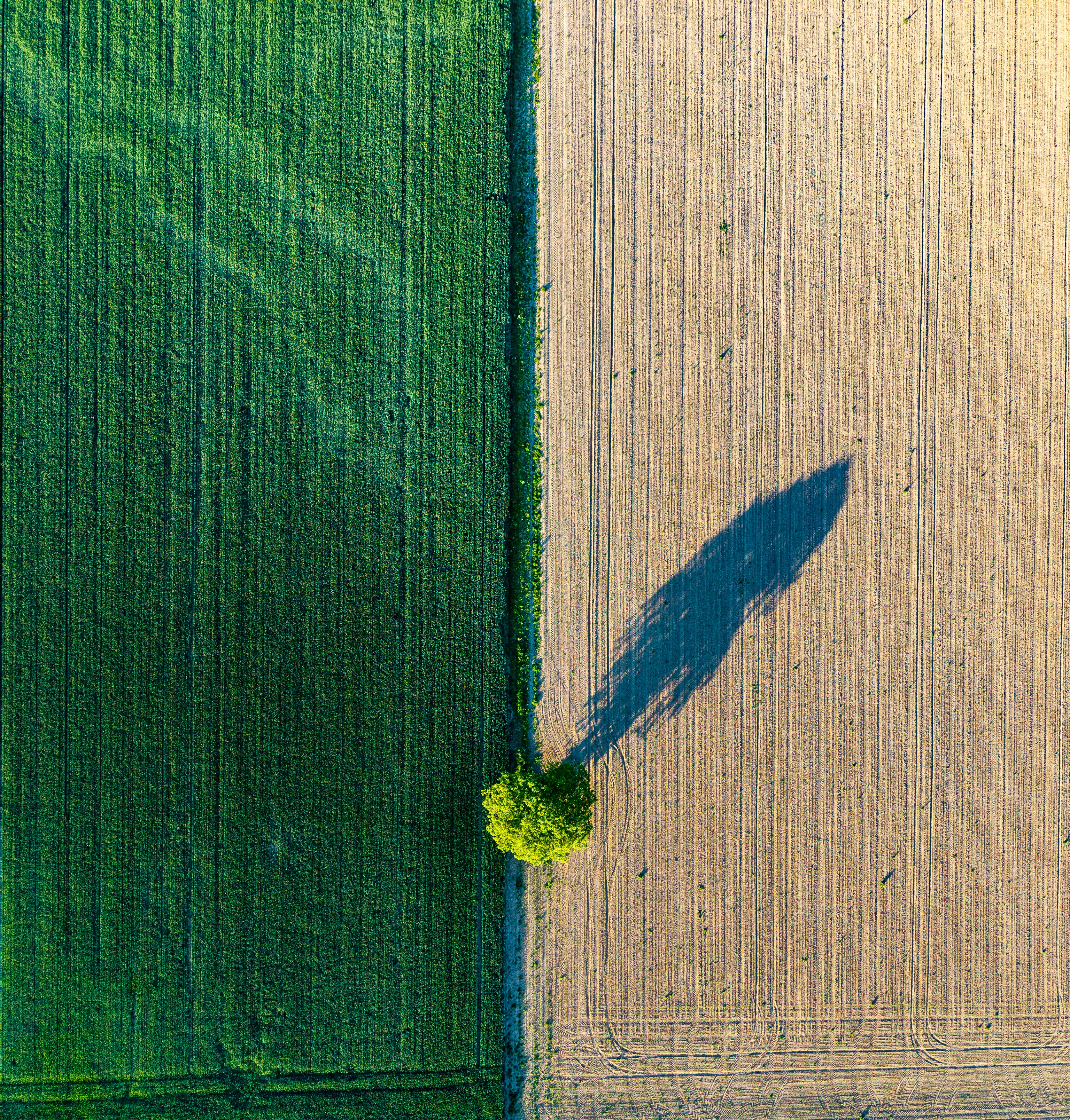 Boundary Sentinel: Lone Tree and Its Shadow Across Dual Fields