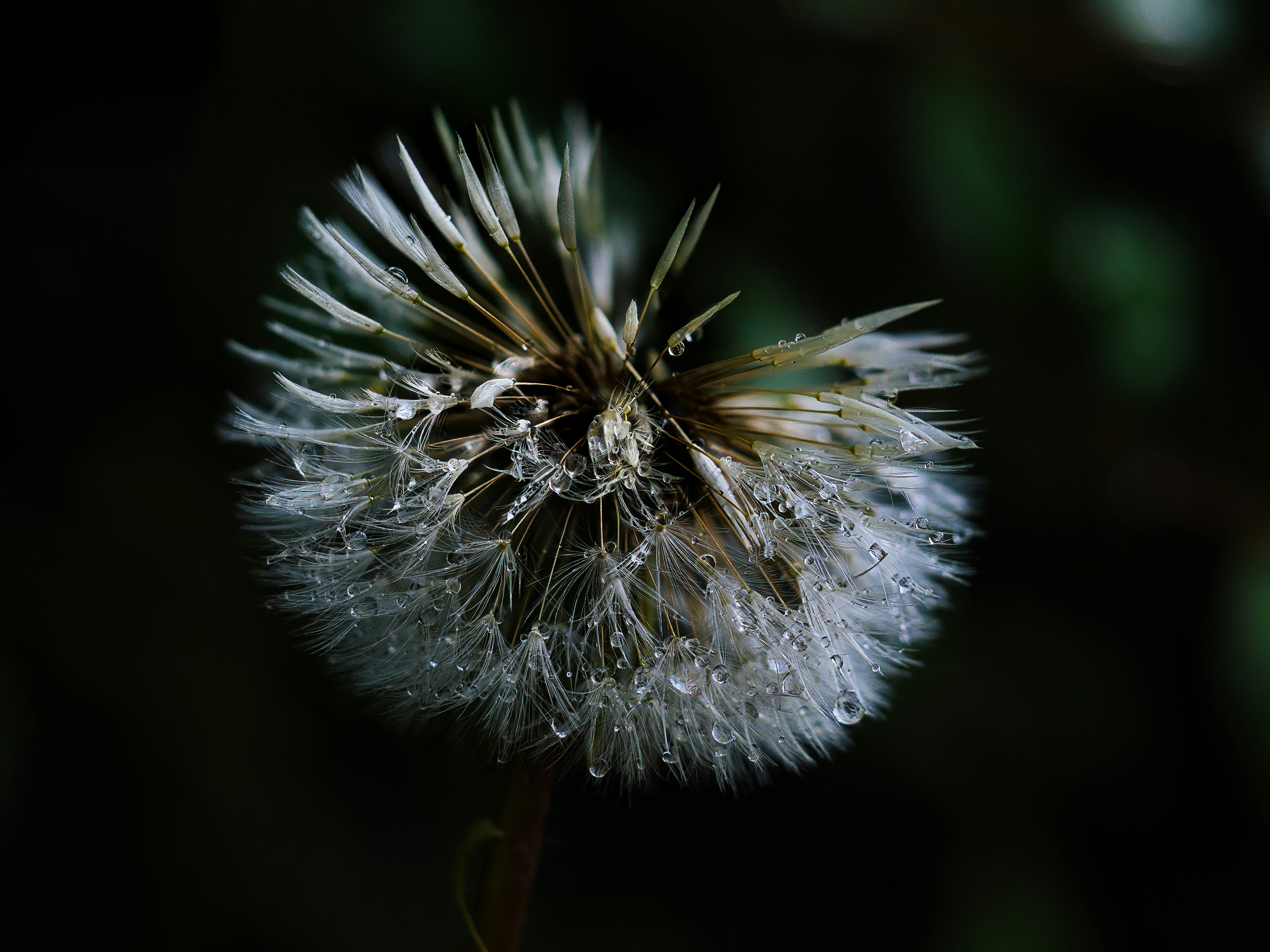 Rain On Me. Dandelion after the rains.