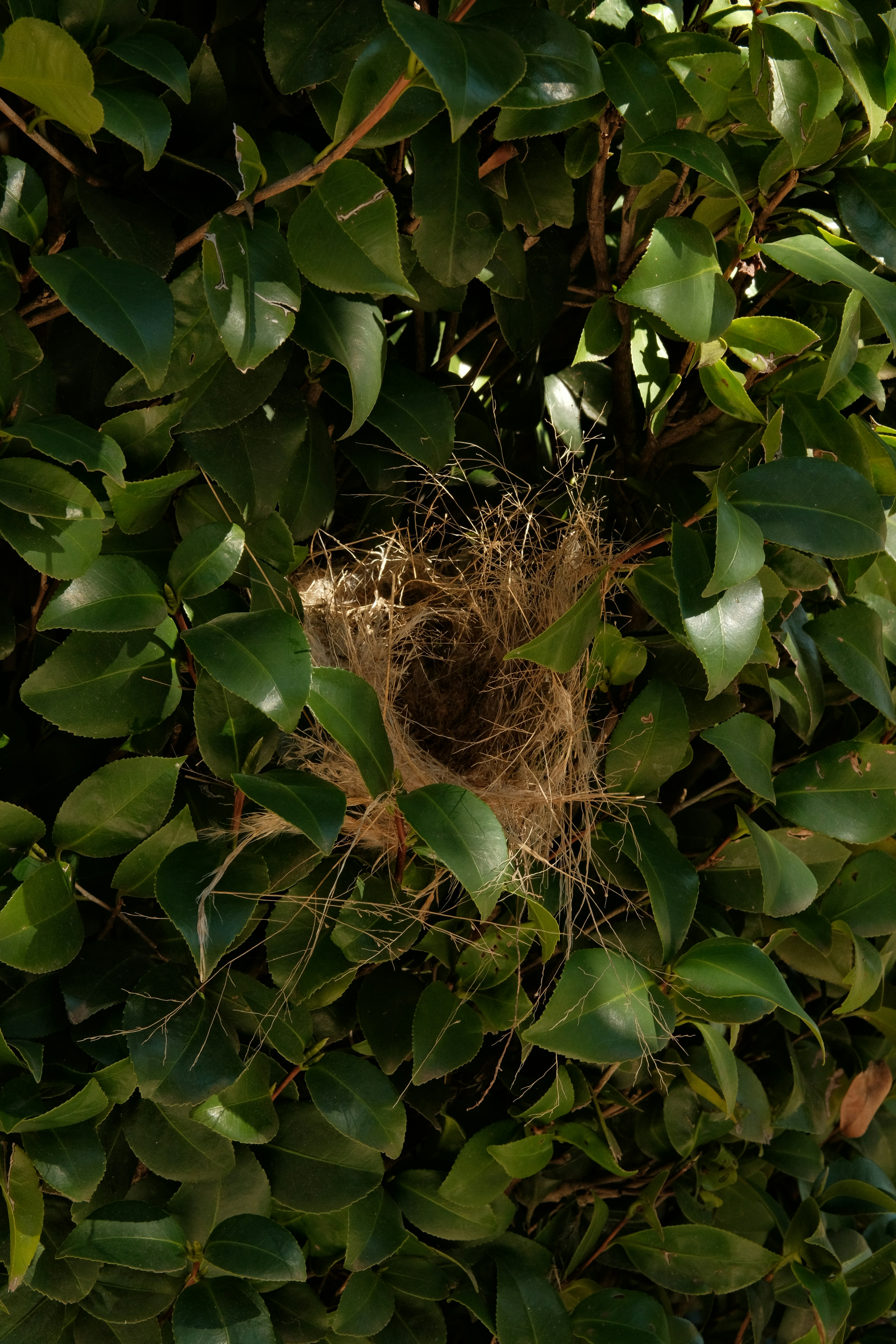 Nest crafted from twigs and grass nestled among lush green leaves, showcasing the intricate beauty of avian architecture.