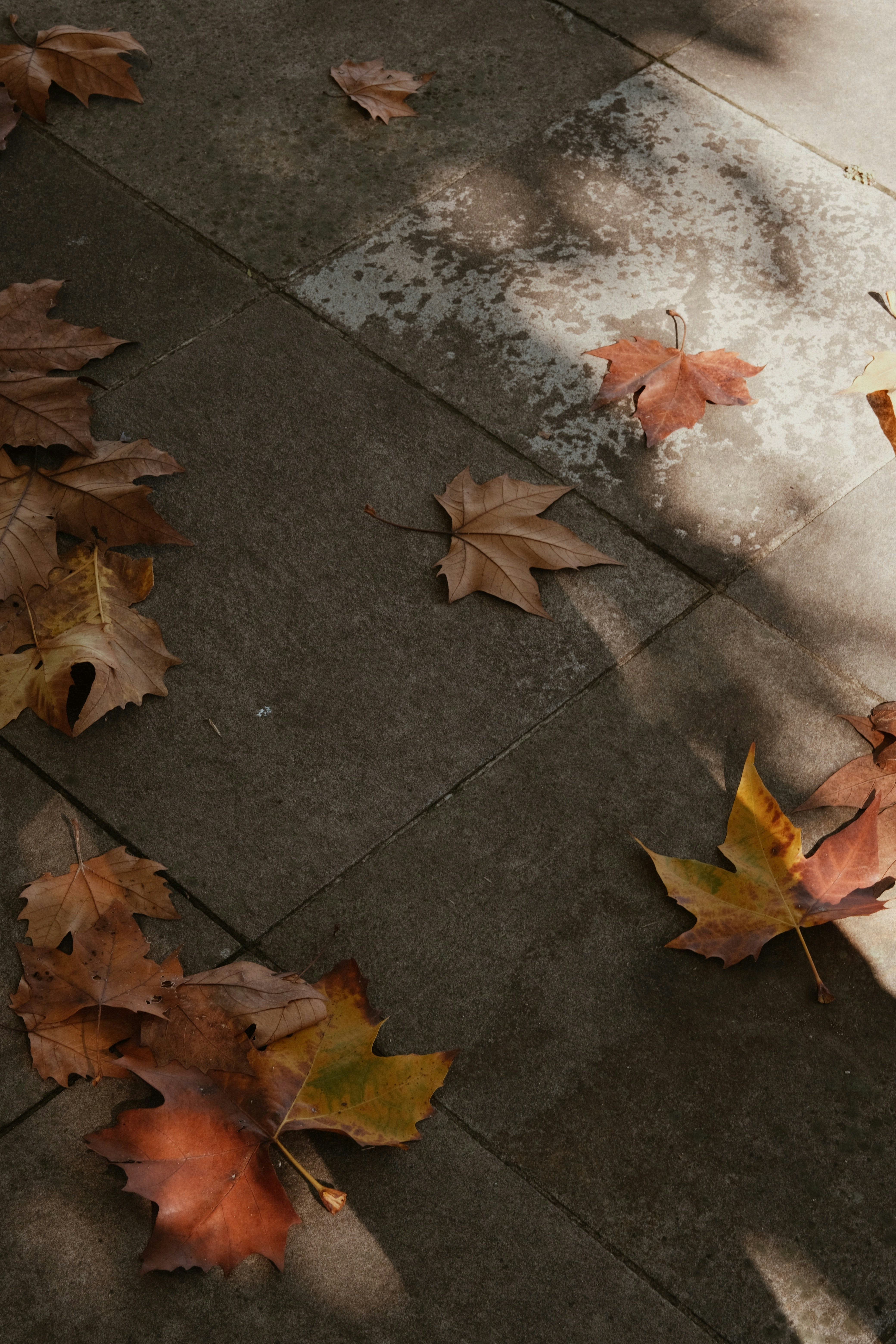 Autumn's Quiet Farewell