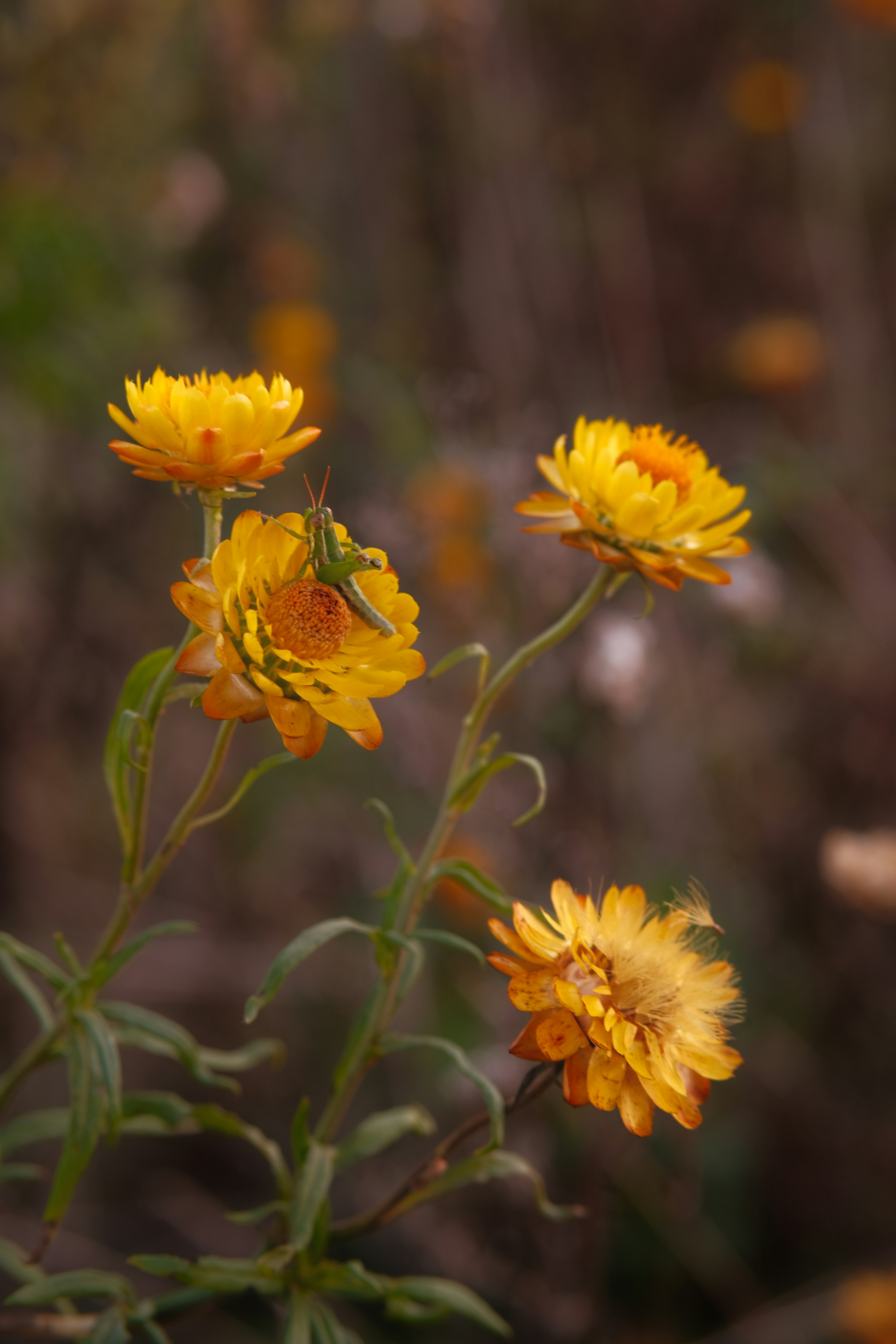 Sunlit Marigolds in Focus: A Bee's Quiet Stopover