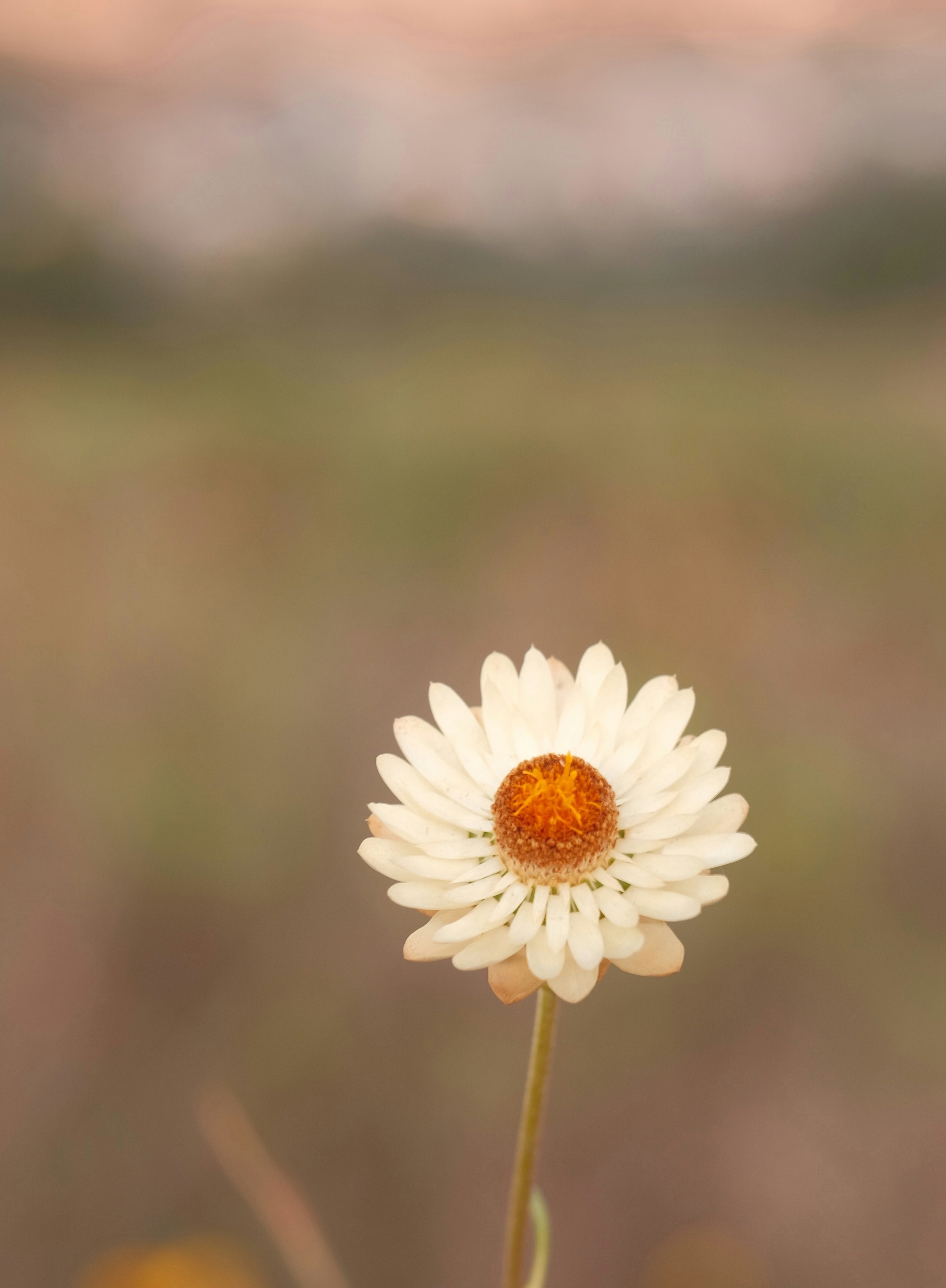 A beautiful, isolated flower in a peaceful setting. photo – Free ...