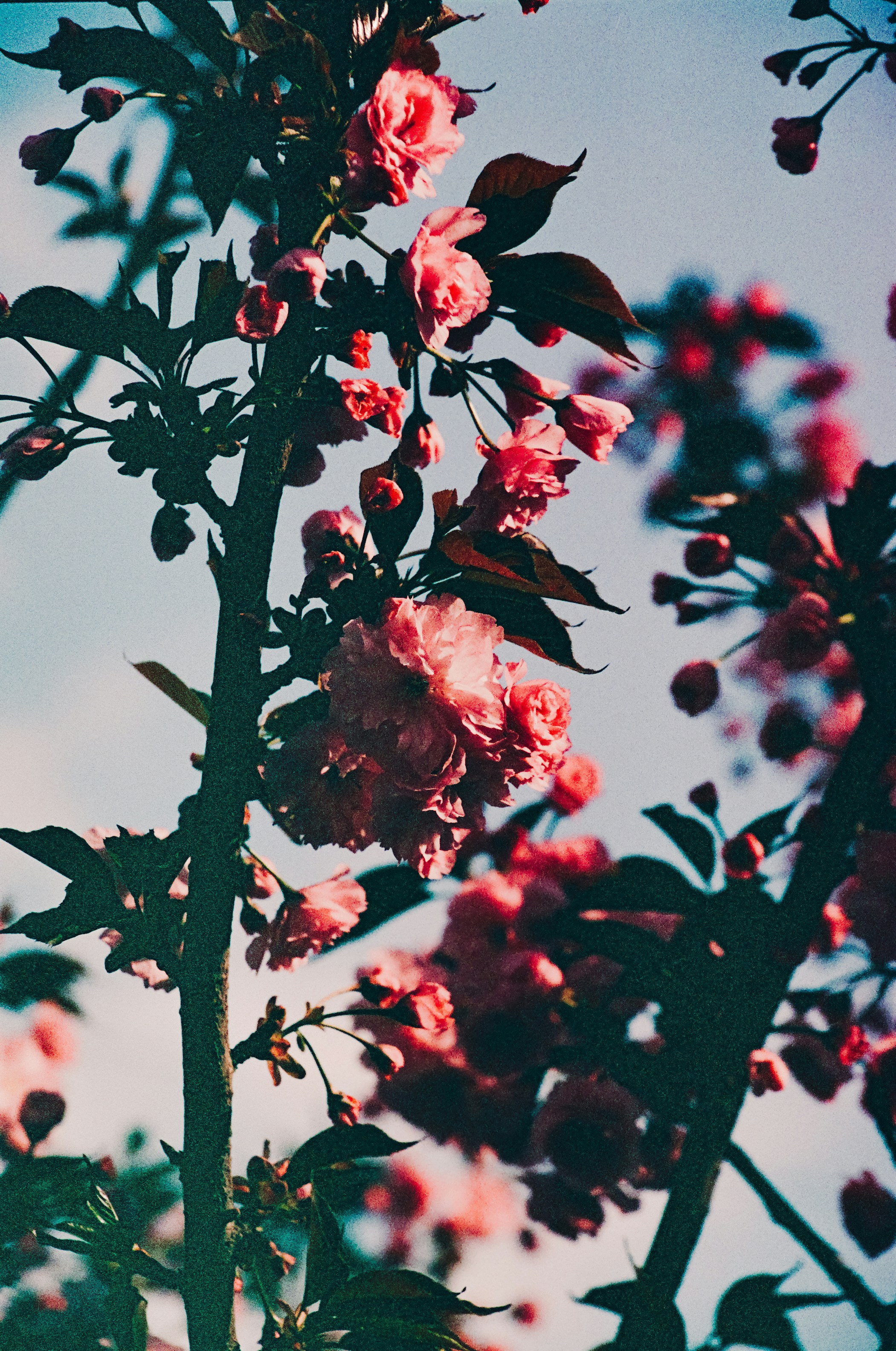 Beautiful pink blossoms bloom on the tree. photo – Free Film ...