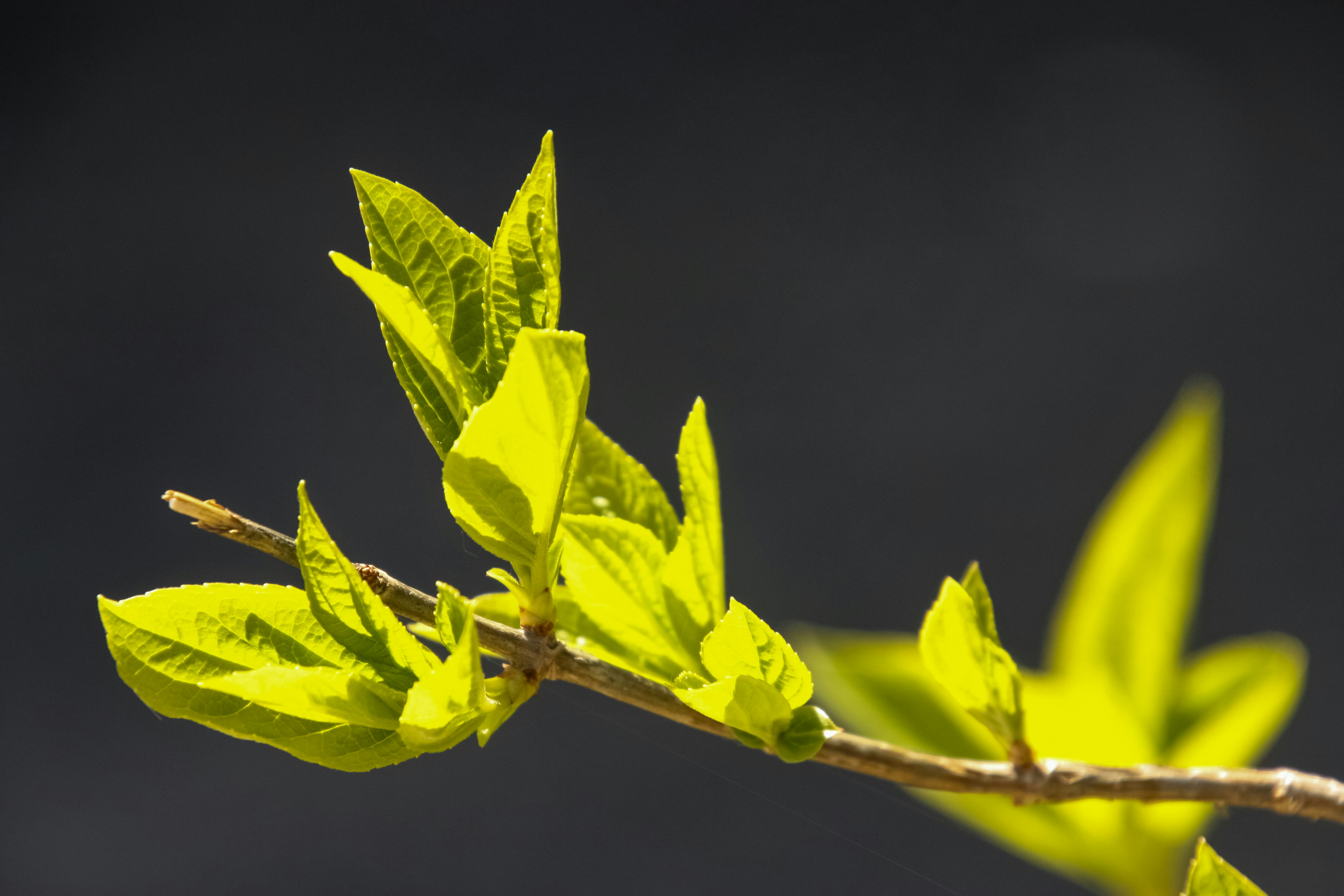 Bright green leaves emerging from a slender branch against a dark background.