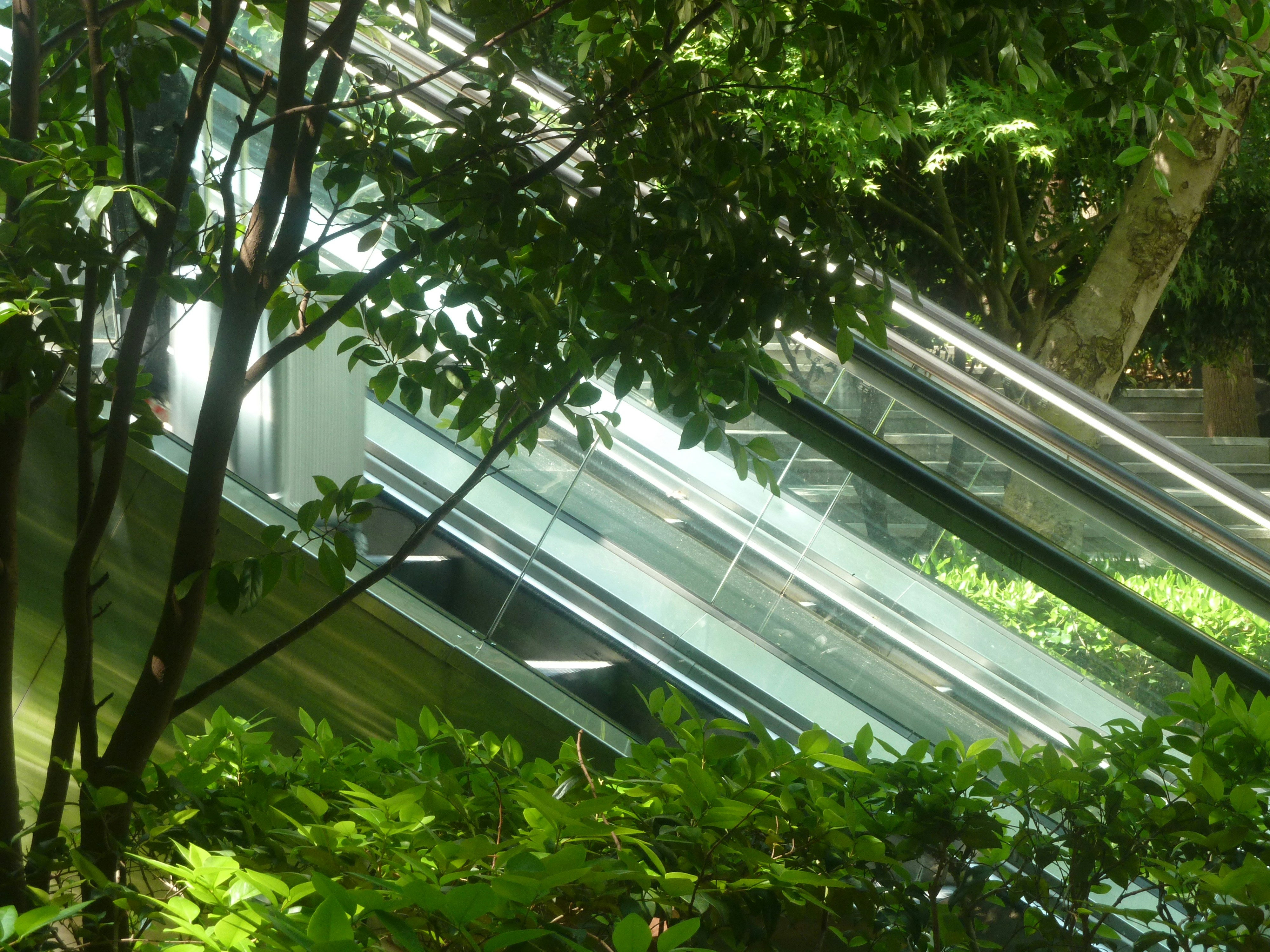 Escalators Amid Verdant Veil