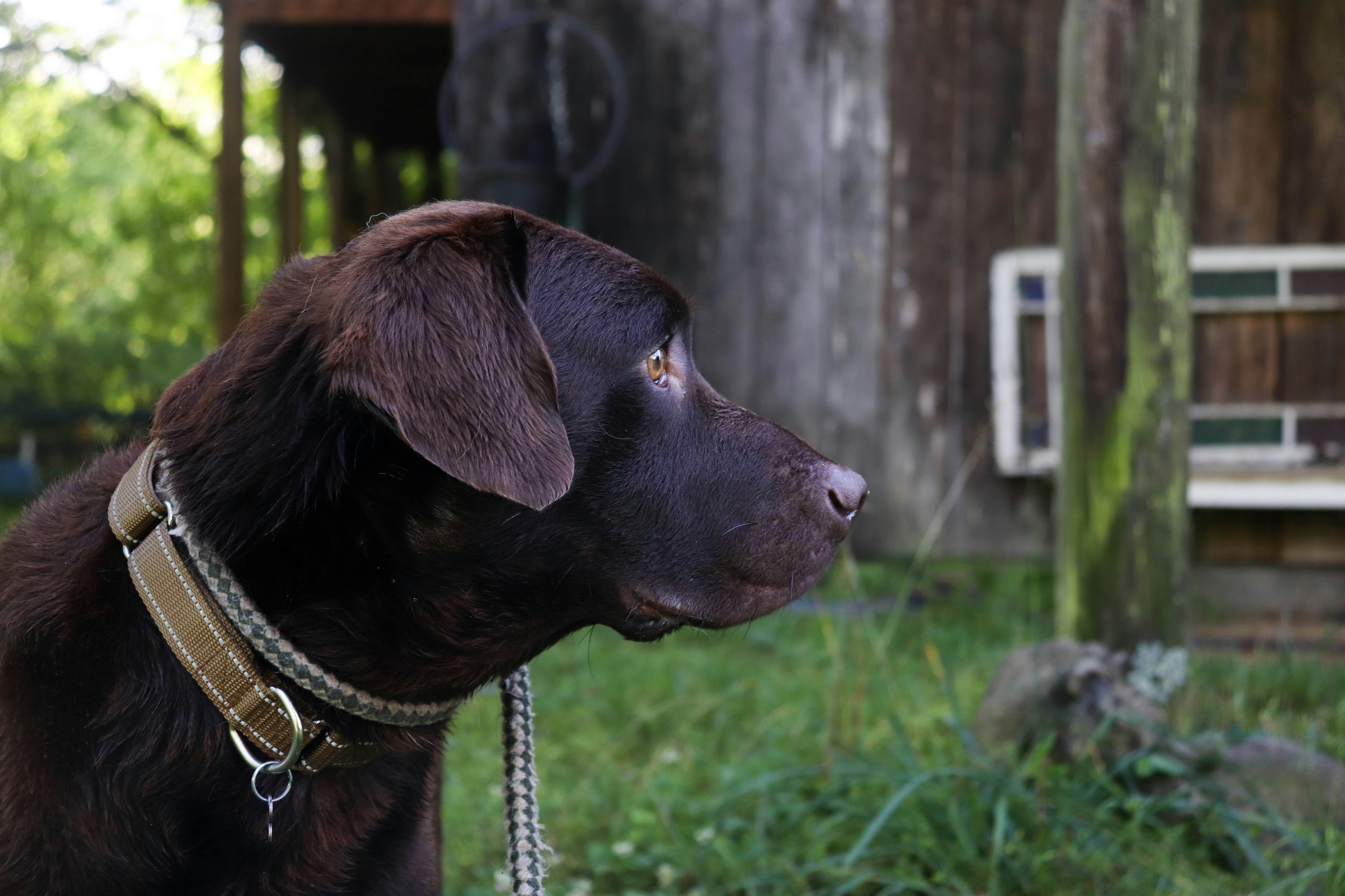 A chocolate labrador retriever looks intently into the distance. photo ...