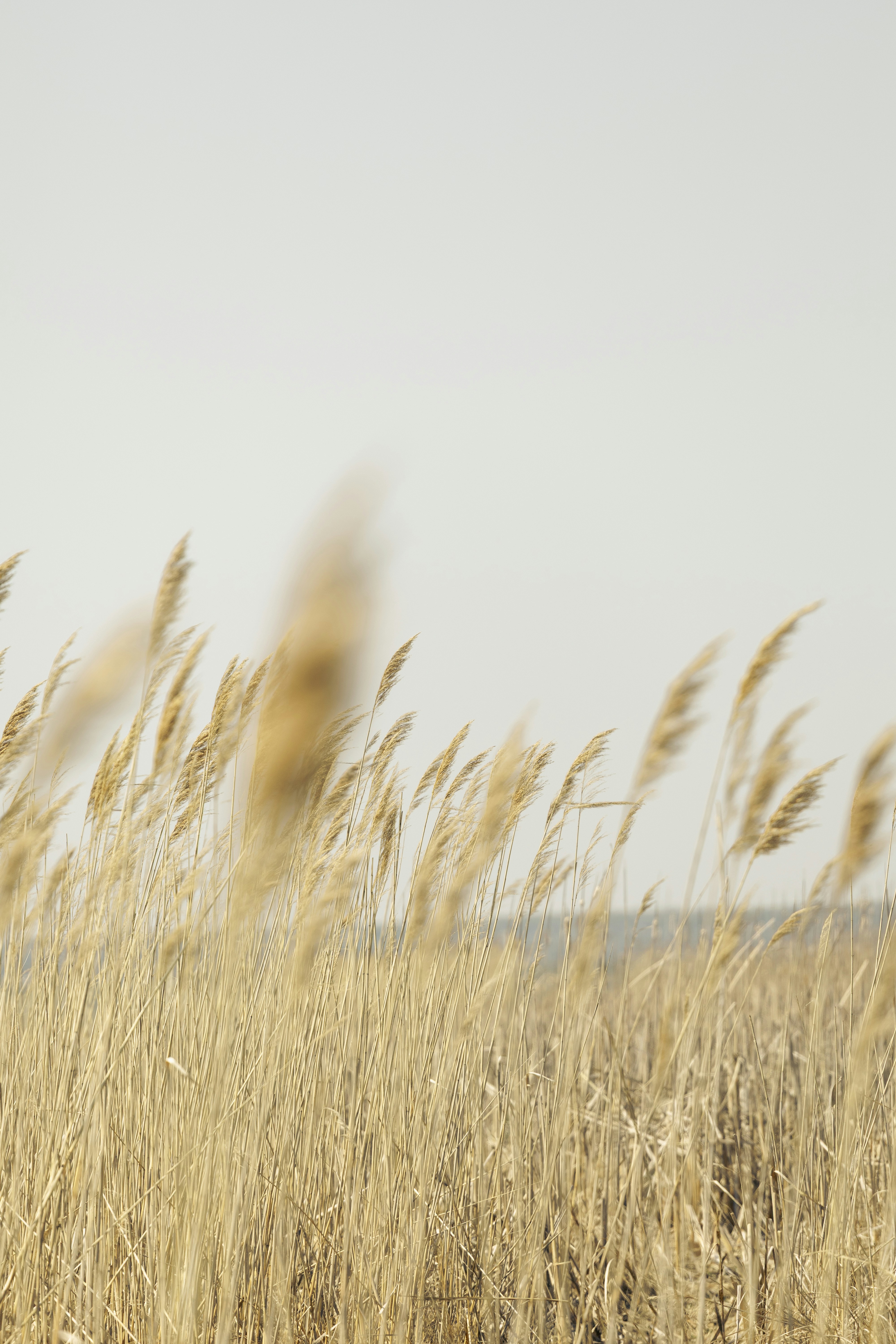 Quiet Gold: Reeds in a Field of Light