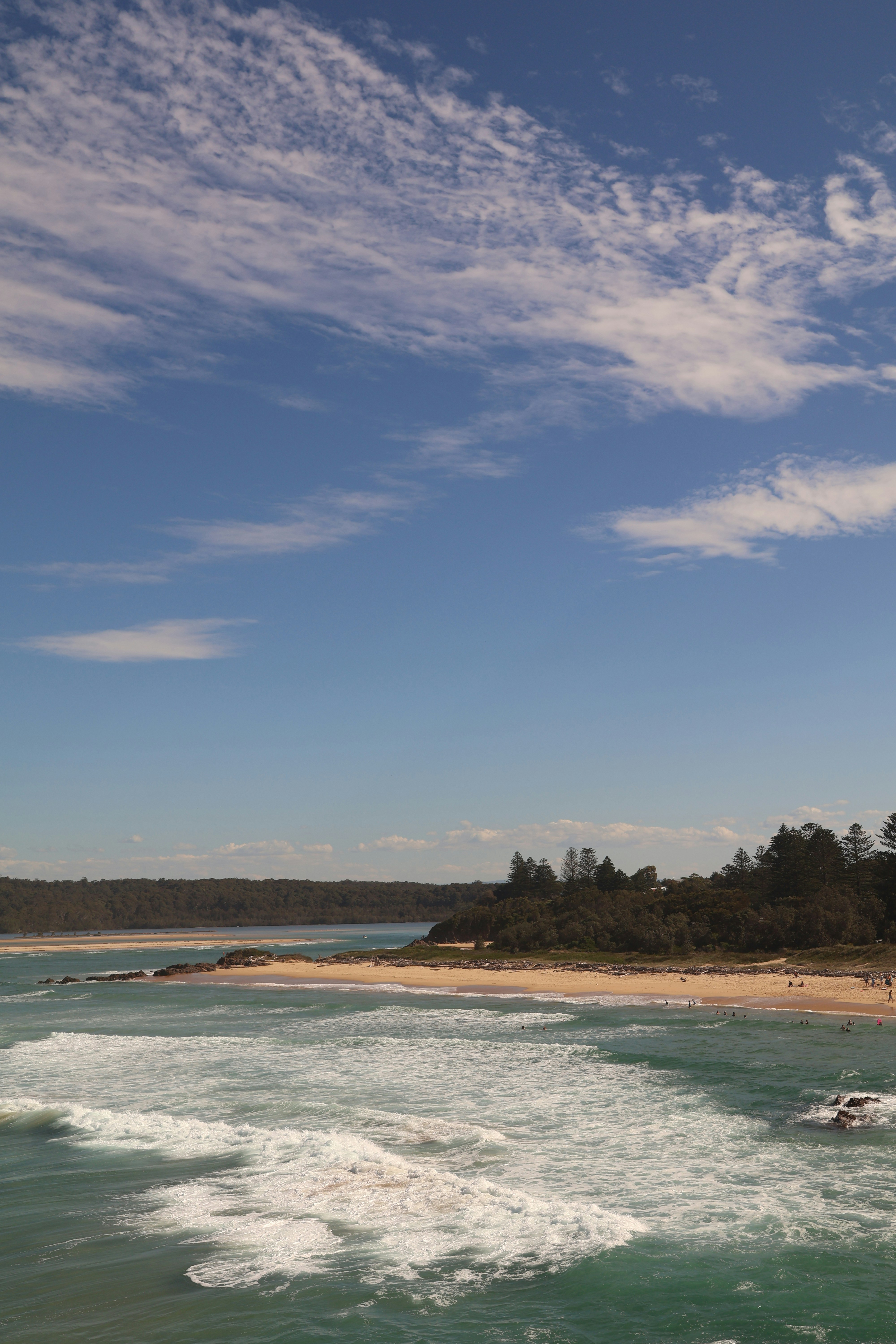 Pines Above the Quiet Beach Under a Clear Blue Sky