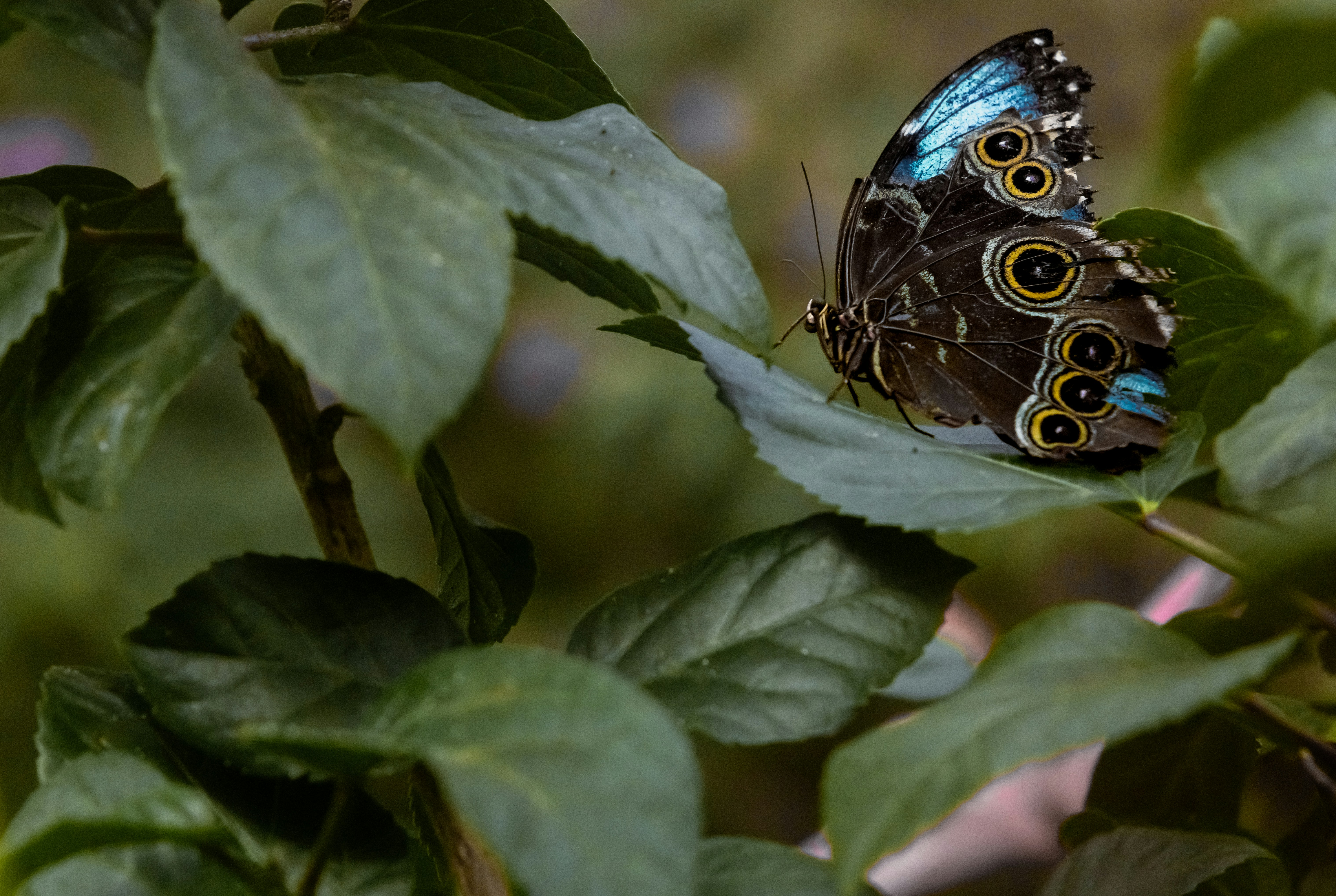 Blue-ringed butterfly on a shadowed leaf canopy