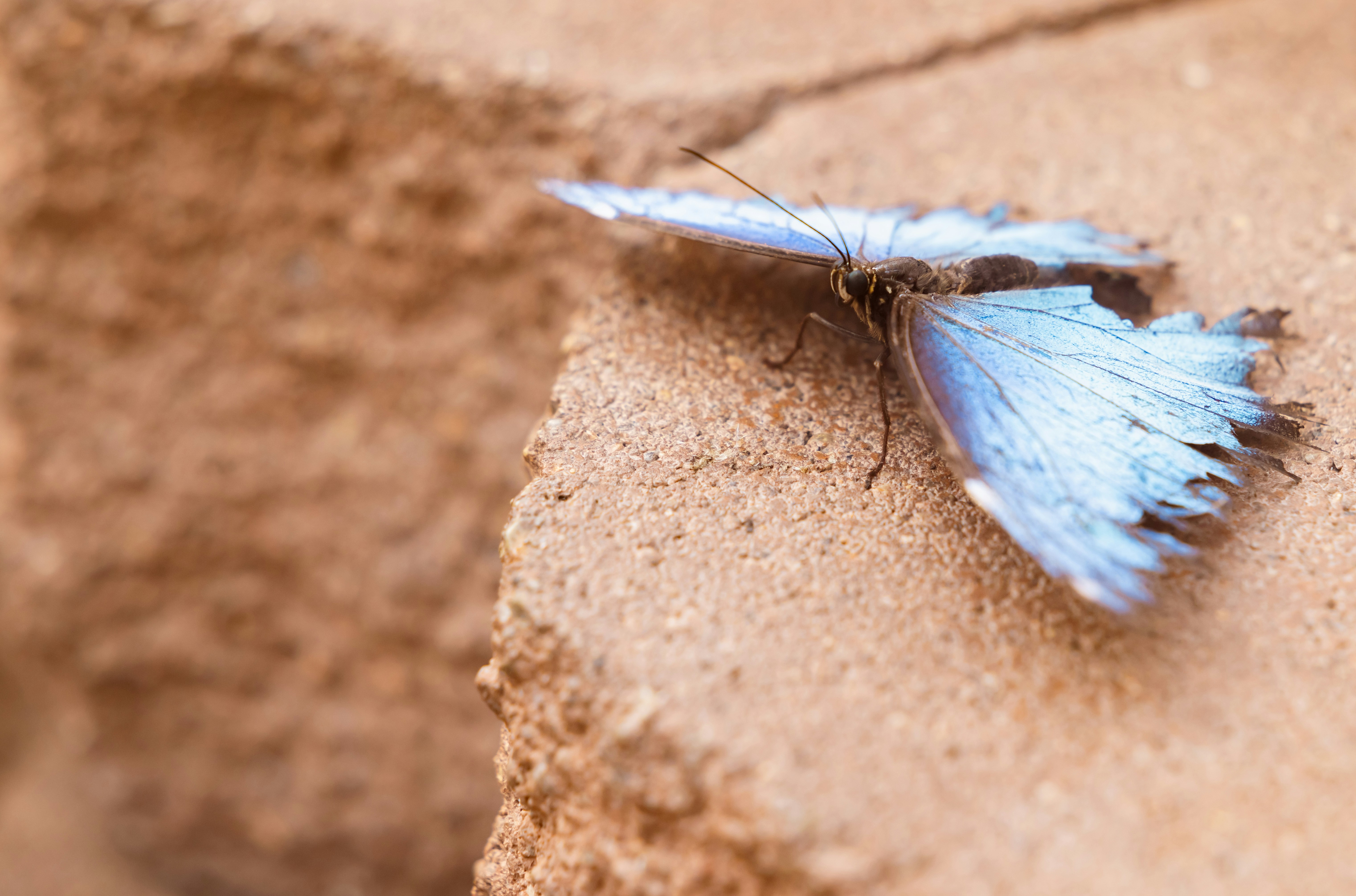 Azure Drift: a blue moth paused on sun-warmed sand