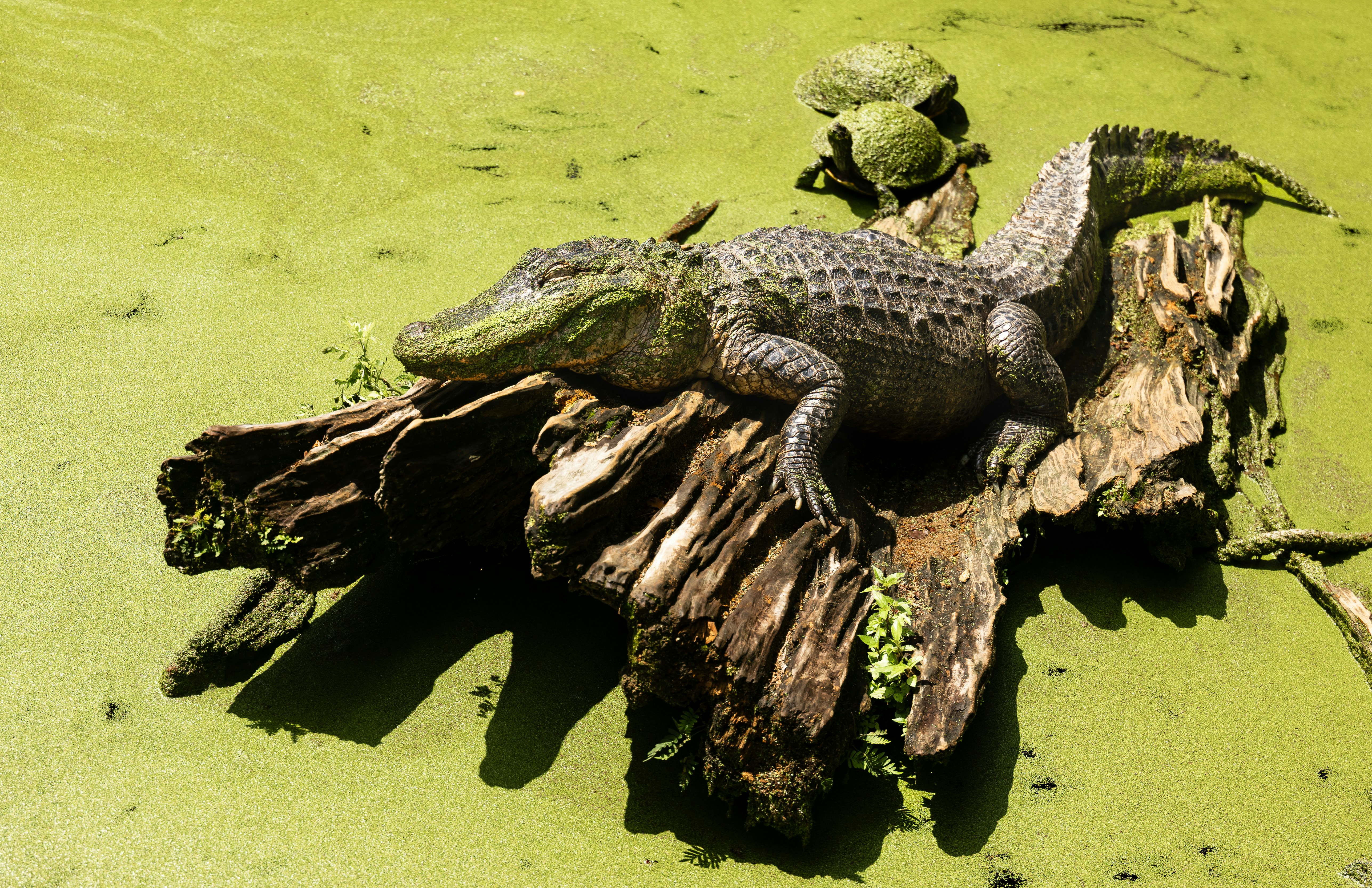 Alligator Rest on a Sunlit Log in murky green pond