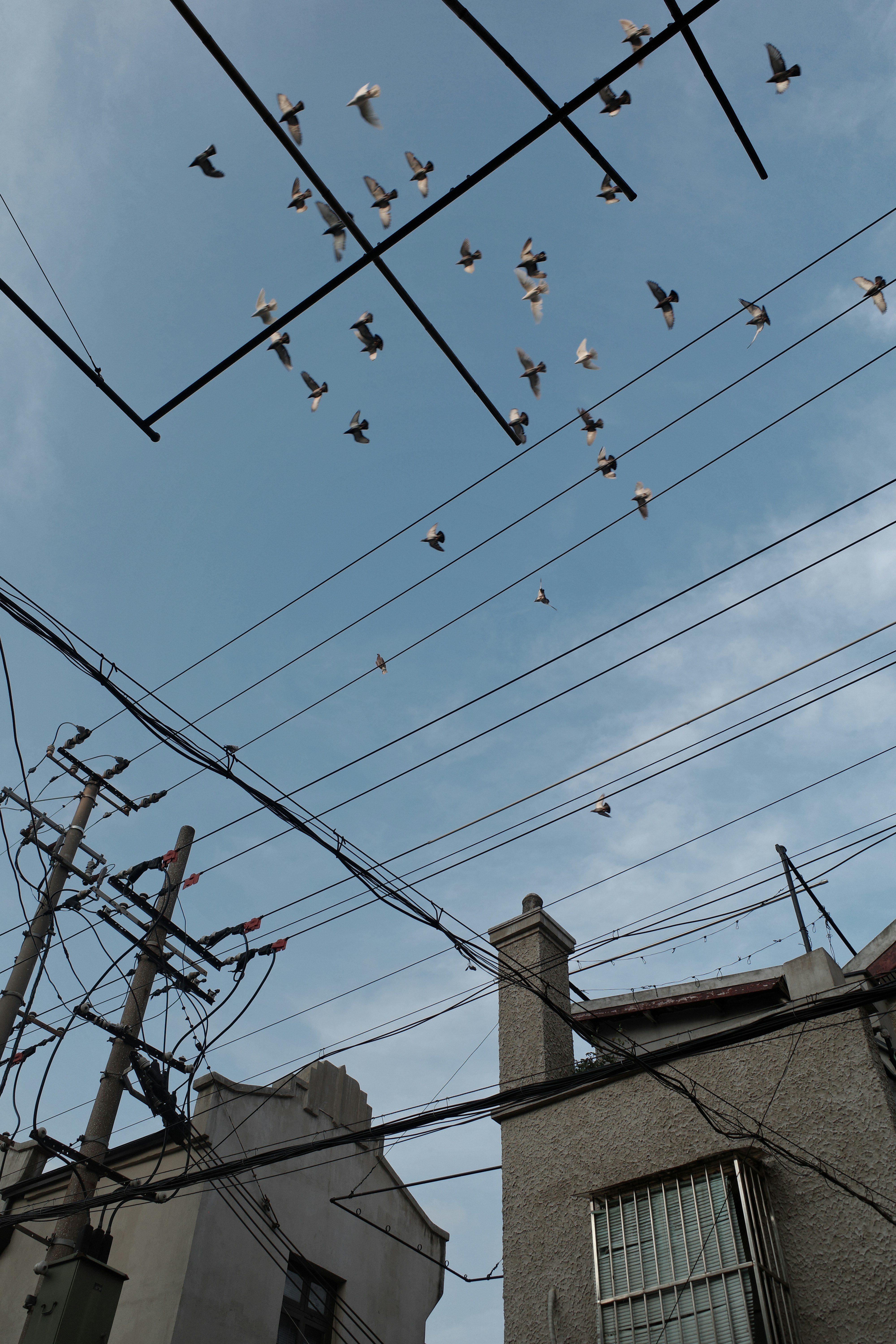Aerial Chorus: Birds Fly Through a Lattice of Wires Above an Urban Rooftop