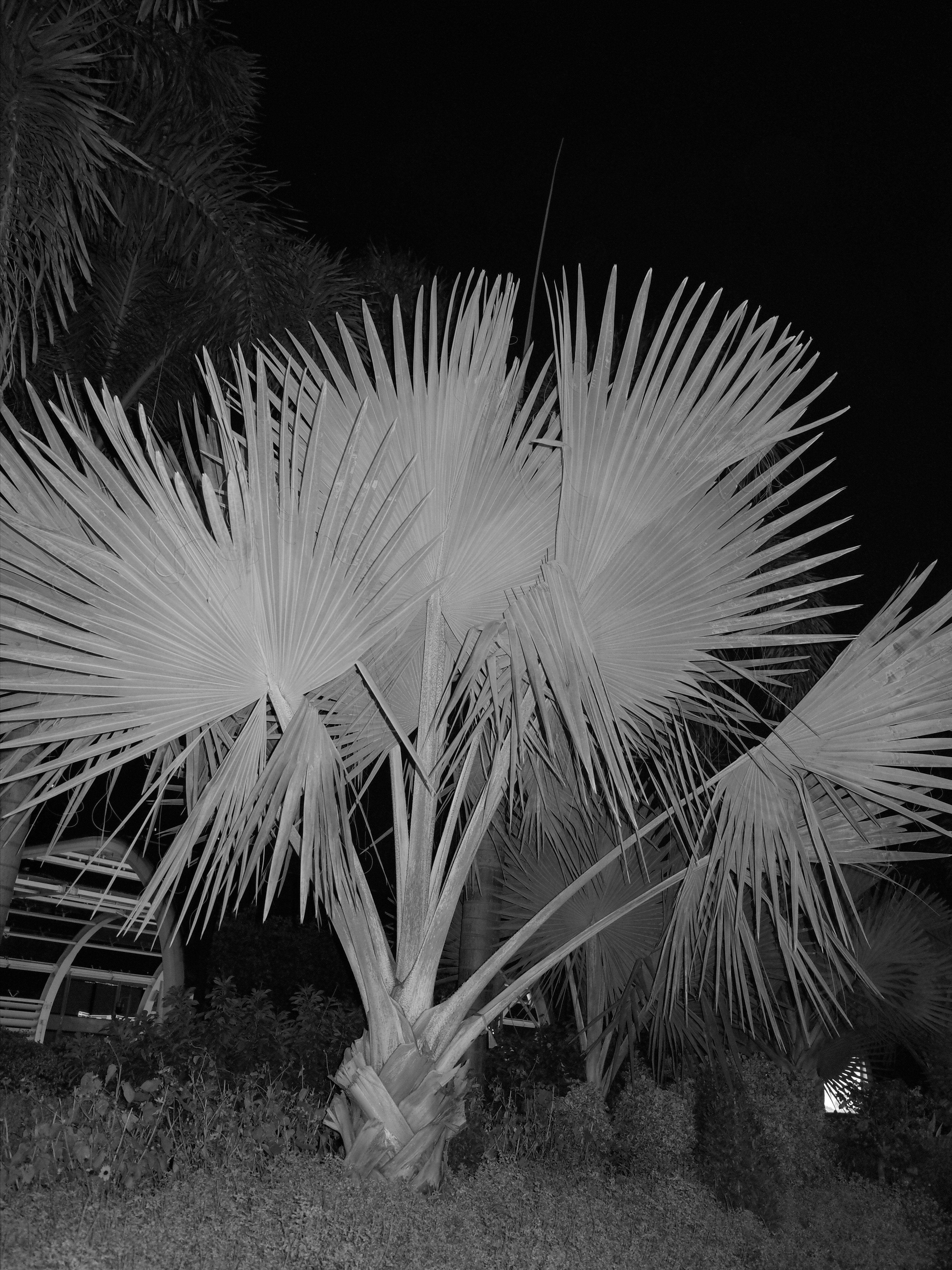 Moonlit Fan Palm: Radiant Fronds in a Quiet Night Garden