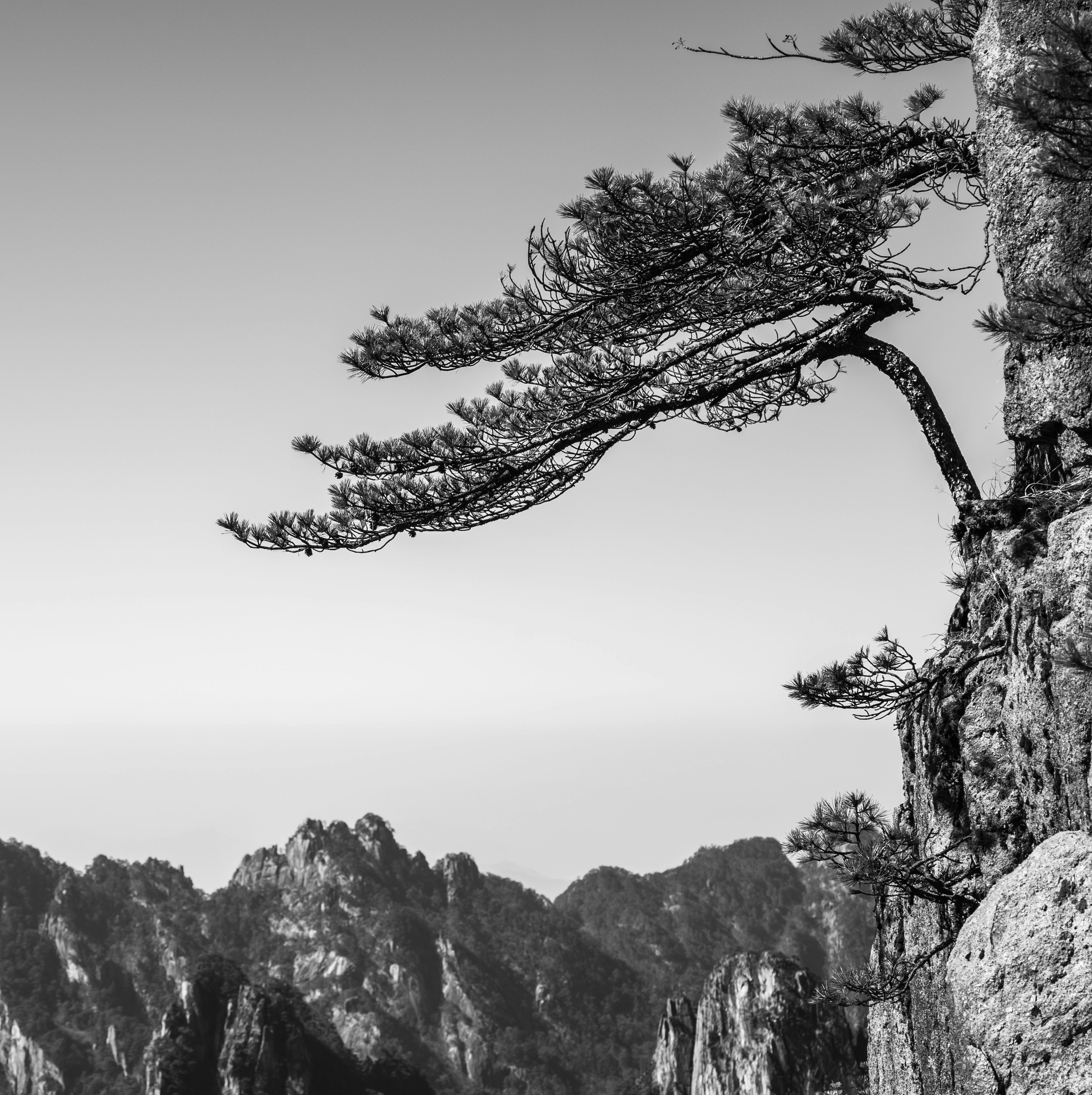 Tenacious Pine on Rugged Heights