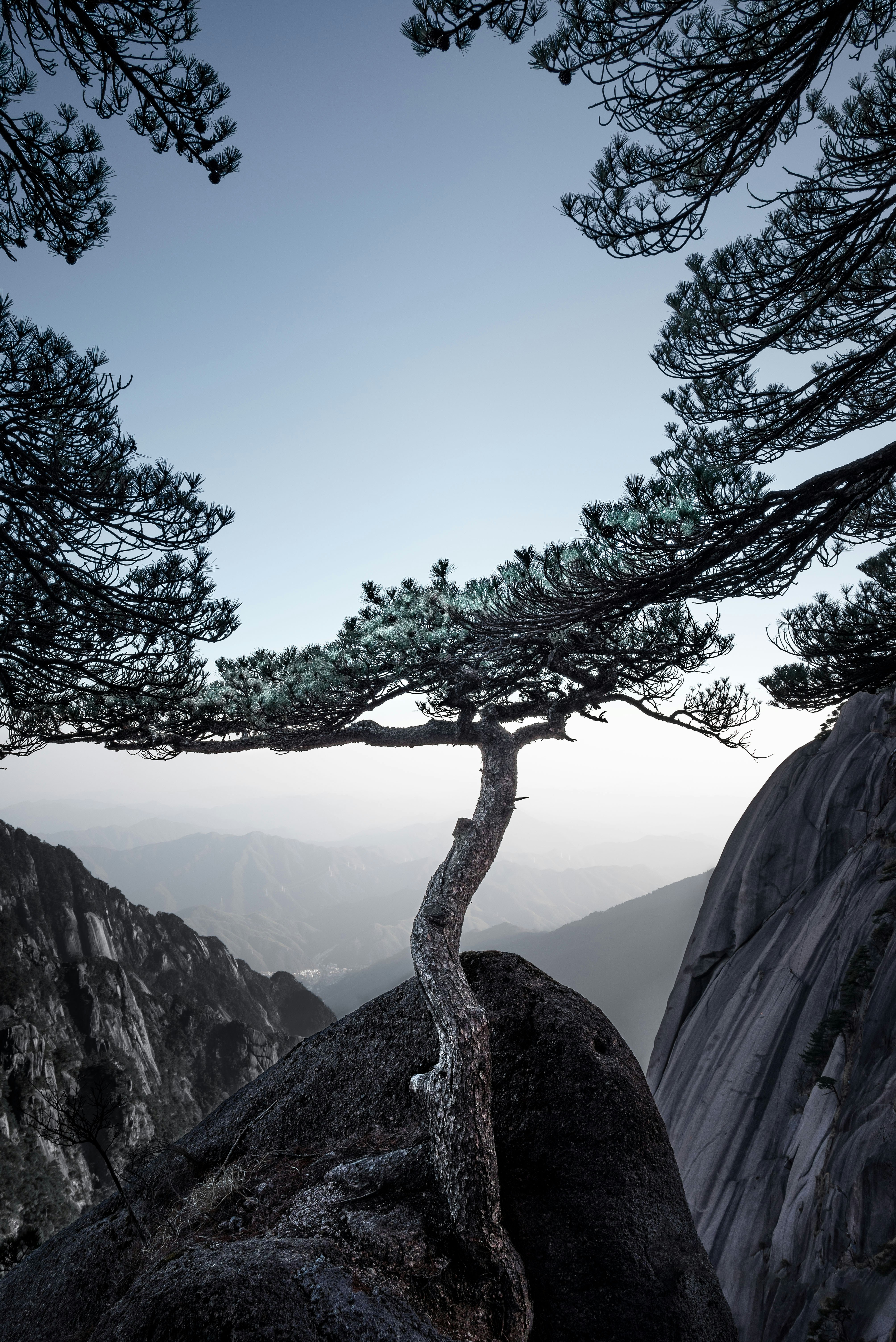 Bent Ledge Sentinel: A Lone Pine Defies the Cliff