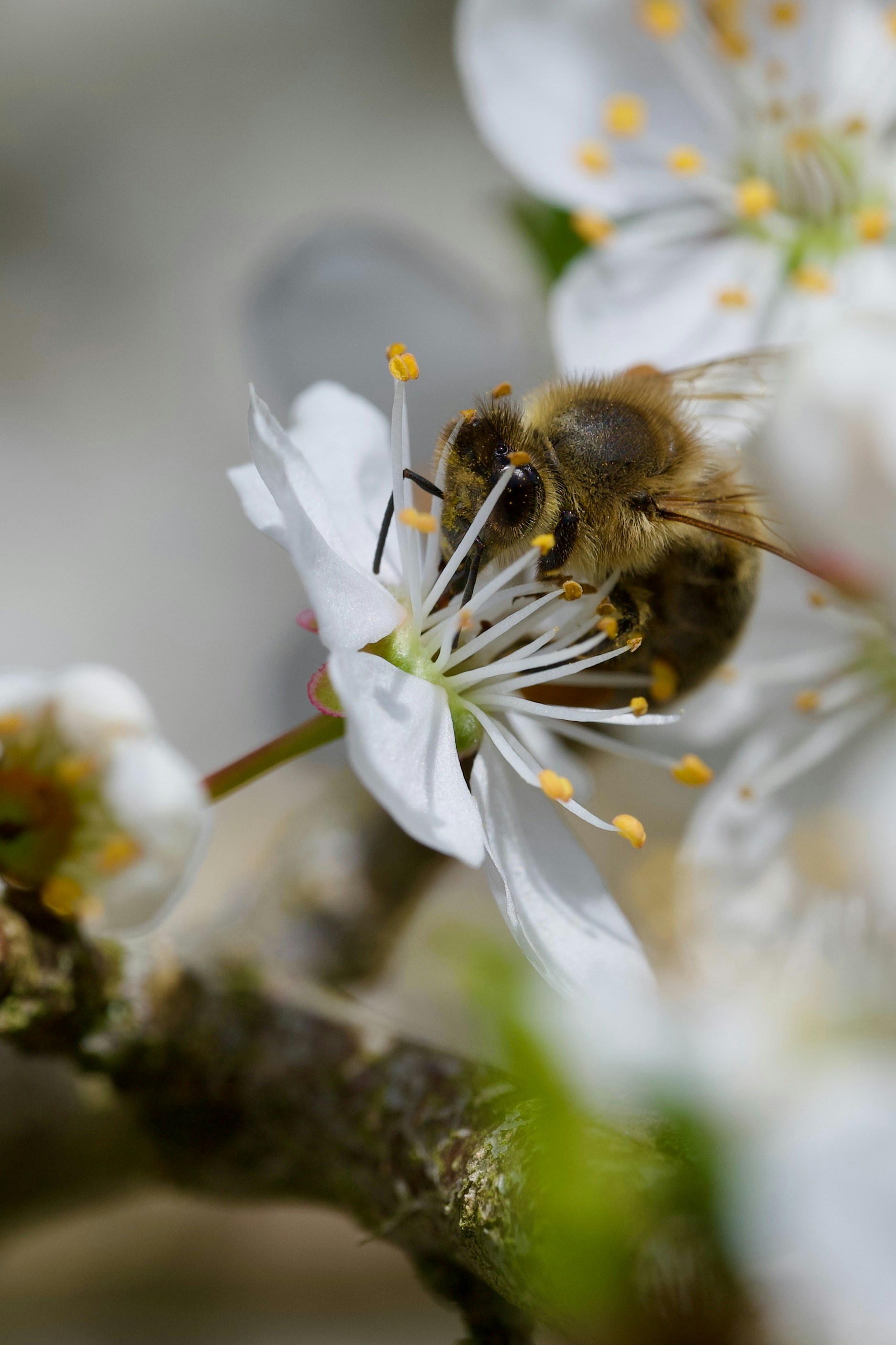 Nectar in Focus: Macro Moment of a Bee on White Blossom