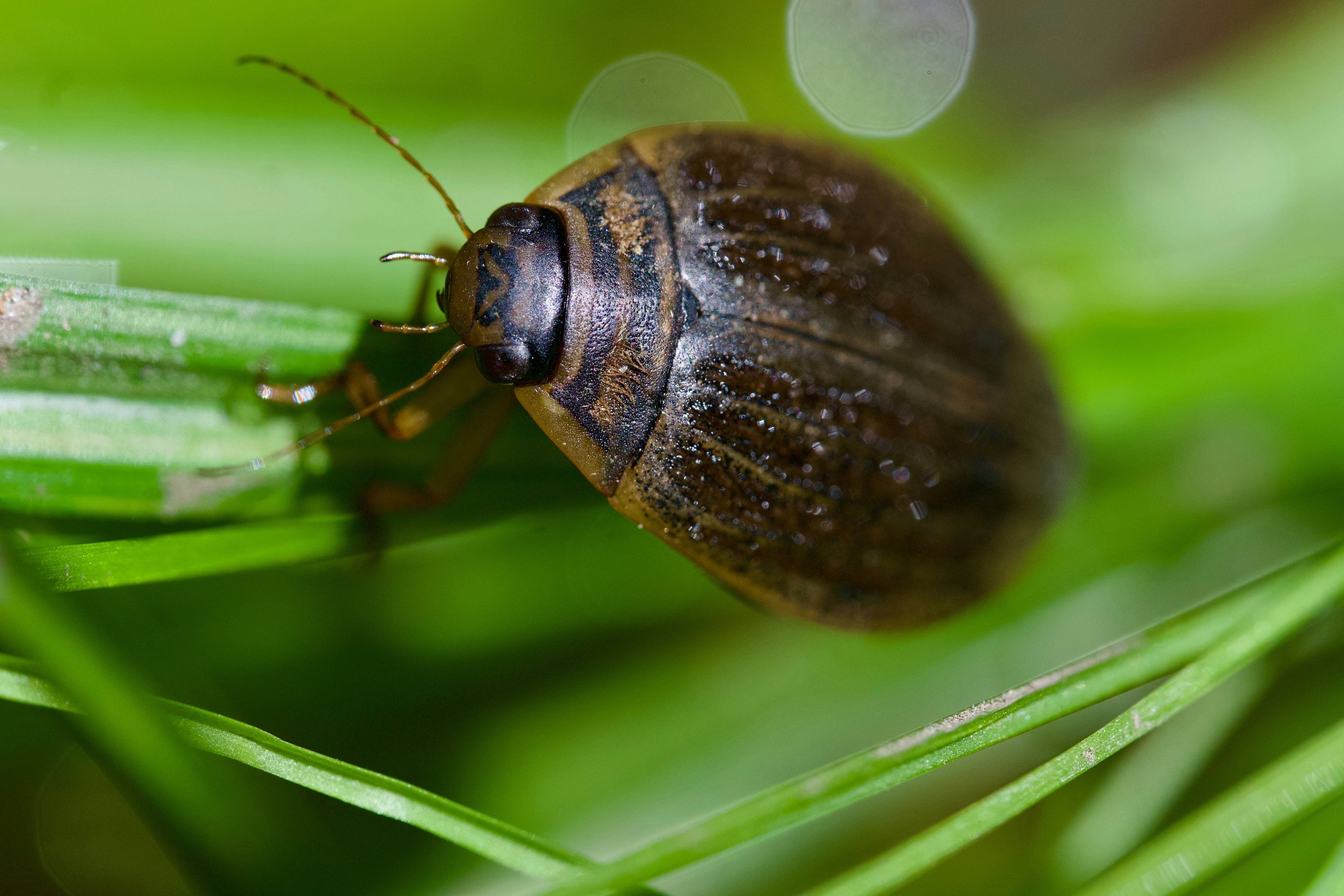 Dew-Kissed Brown Beetle Traverses a Tangle of Grass