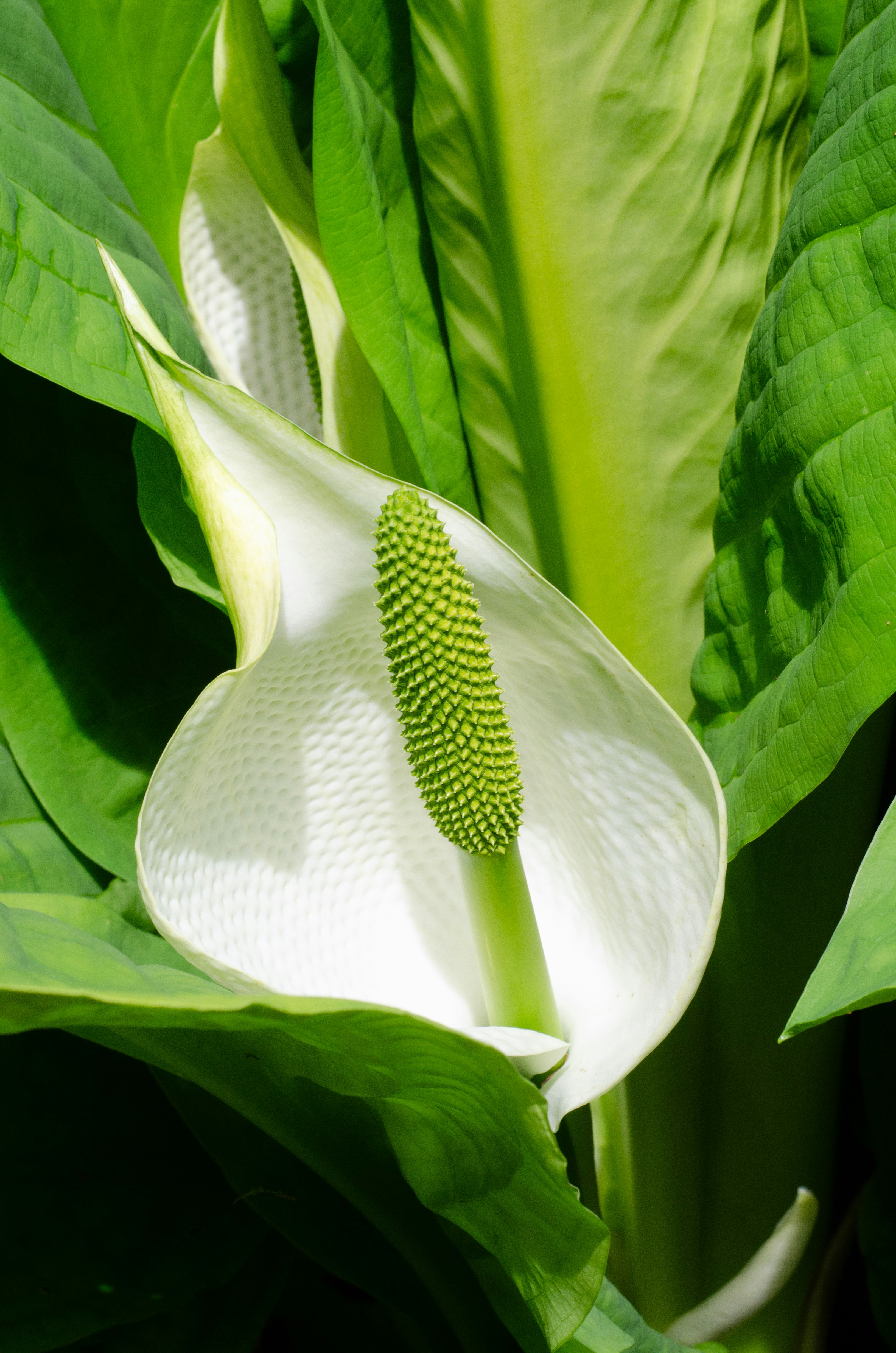 White Spathe and Green Spadix: A Quiet Moment Among Peace Lilies