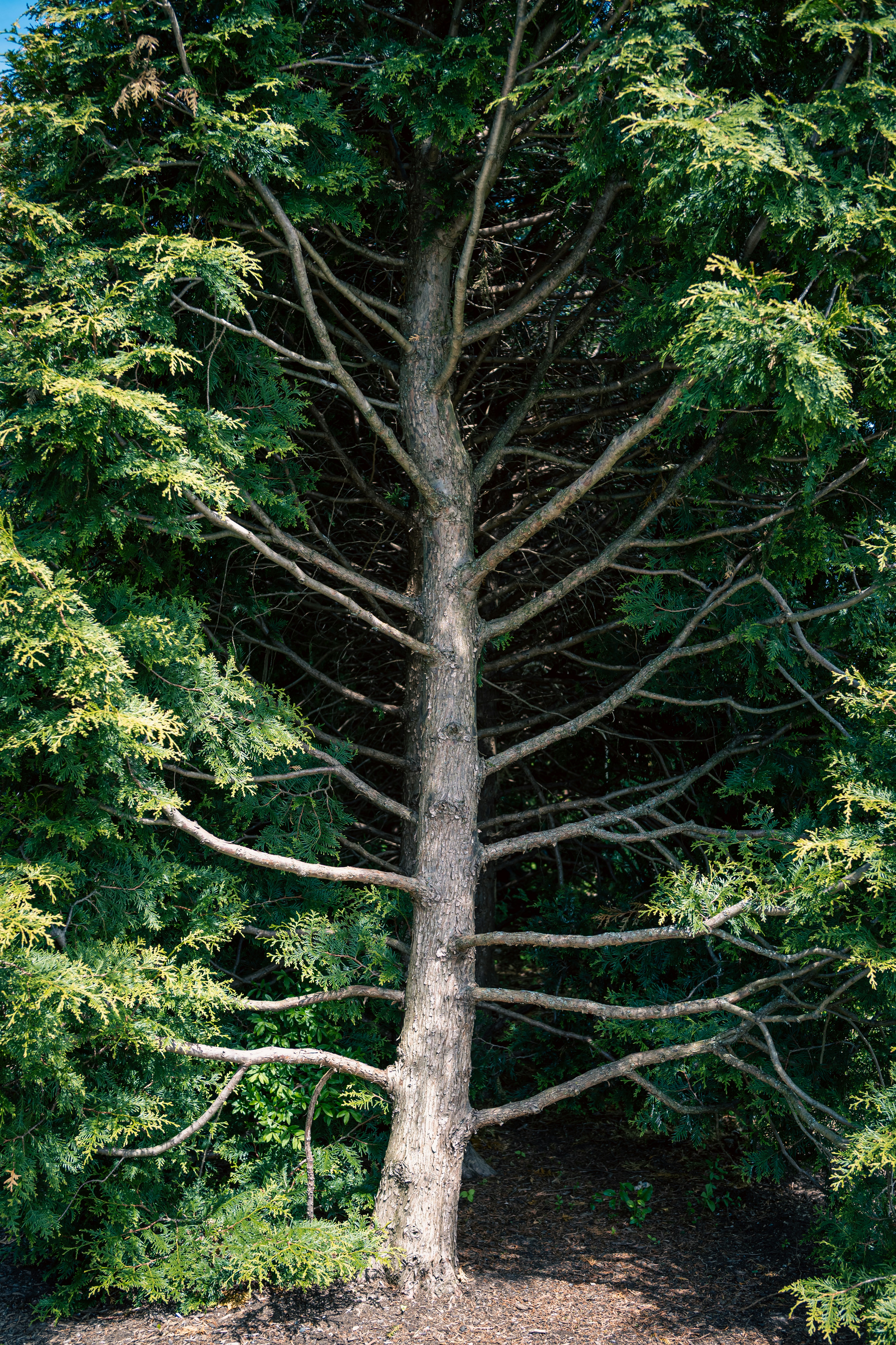 A tall tree stands with many extended branches. photo – Free Forest ...