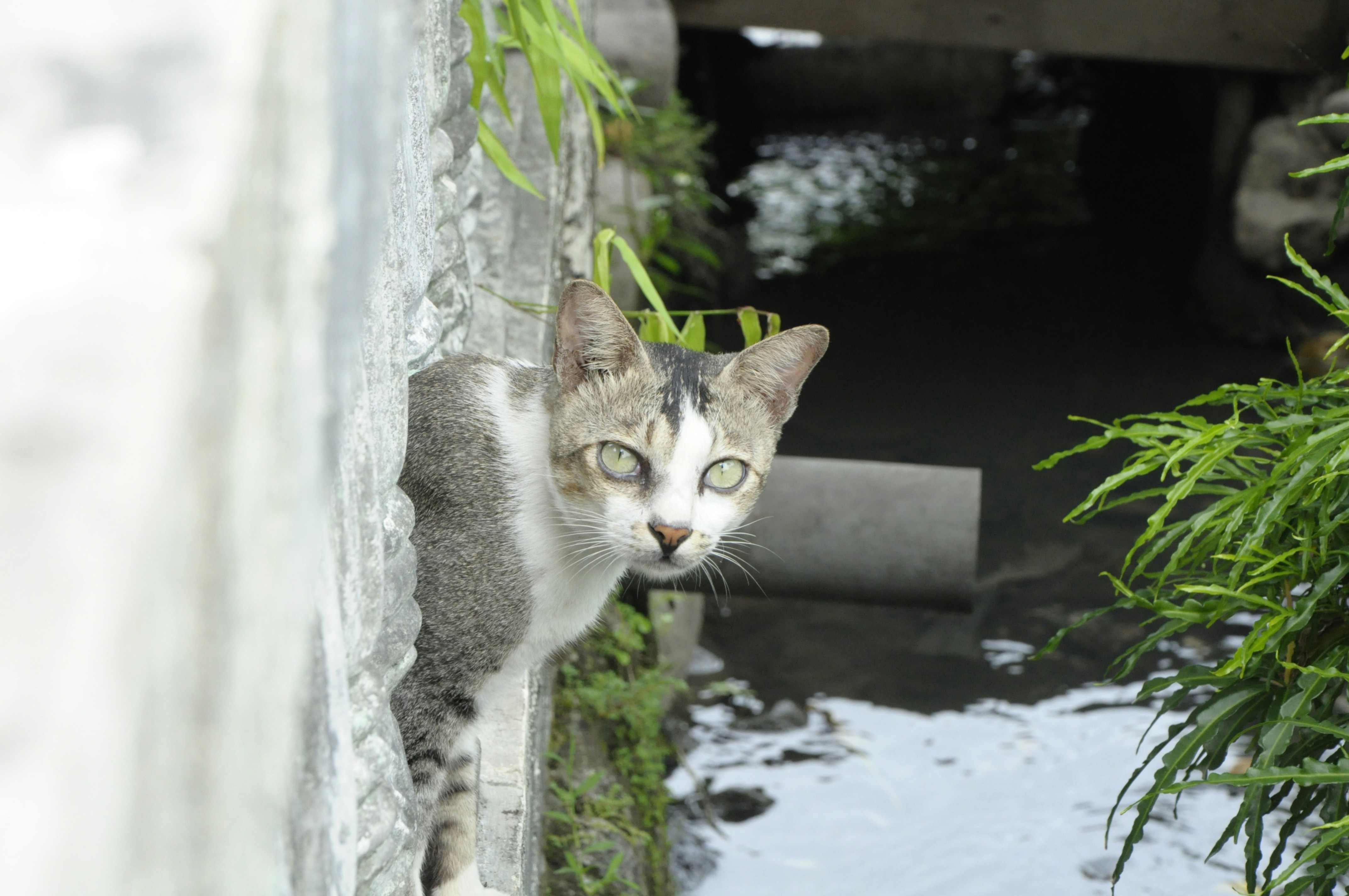 A Glance from the Gap: The Alleyway Cat's Quiet Stare