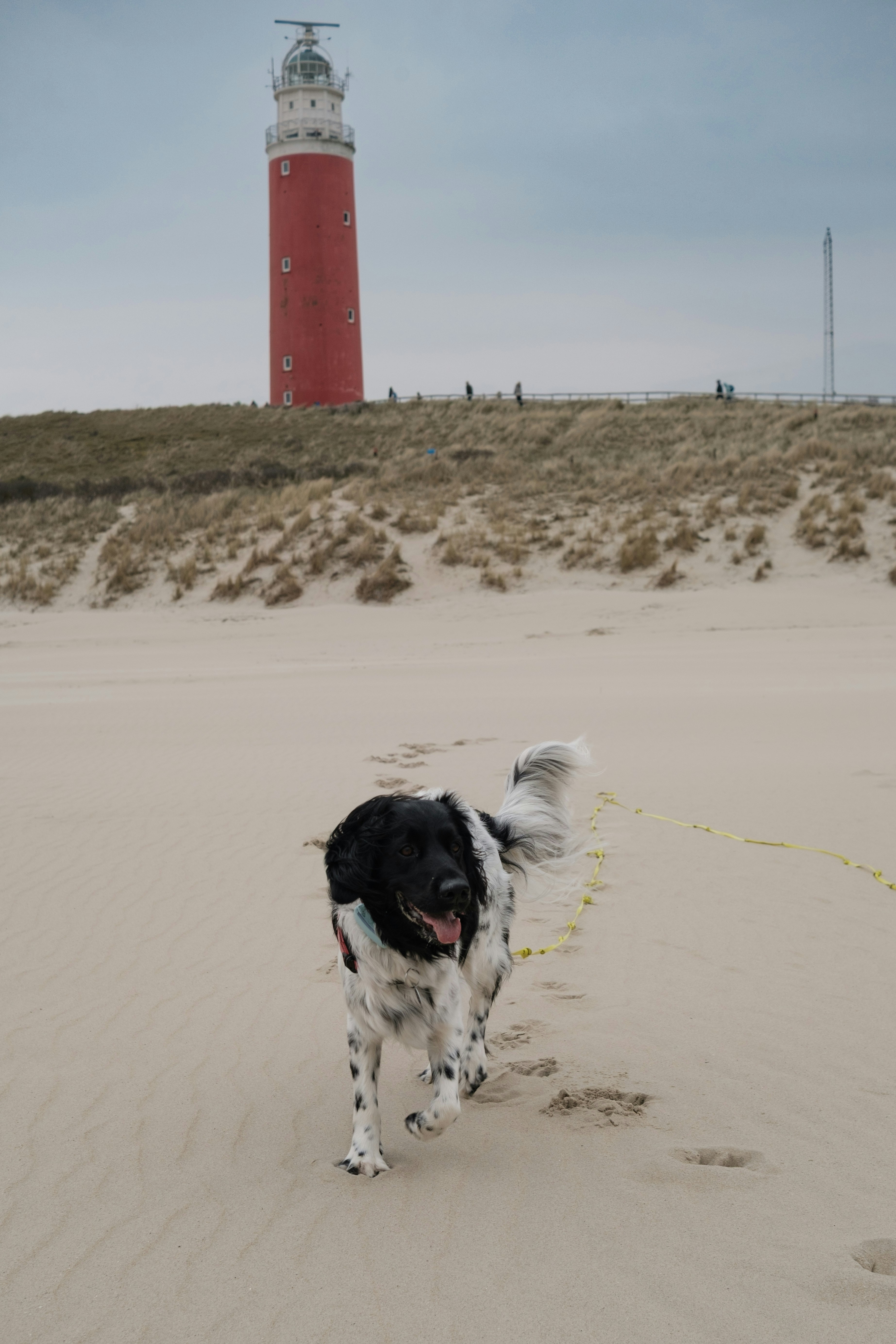 A beautiful dog scouring the beach for something to play with