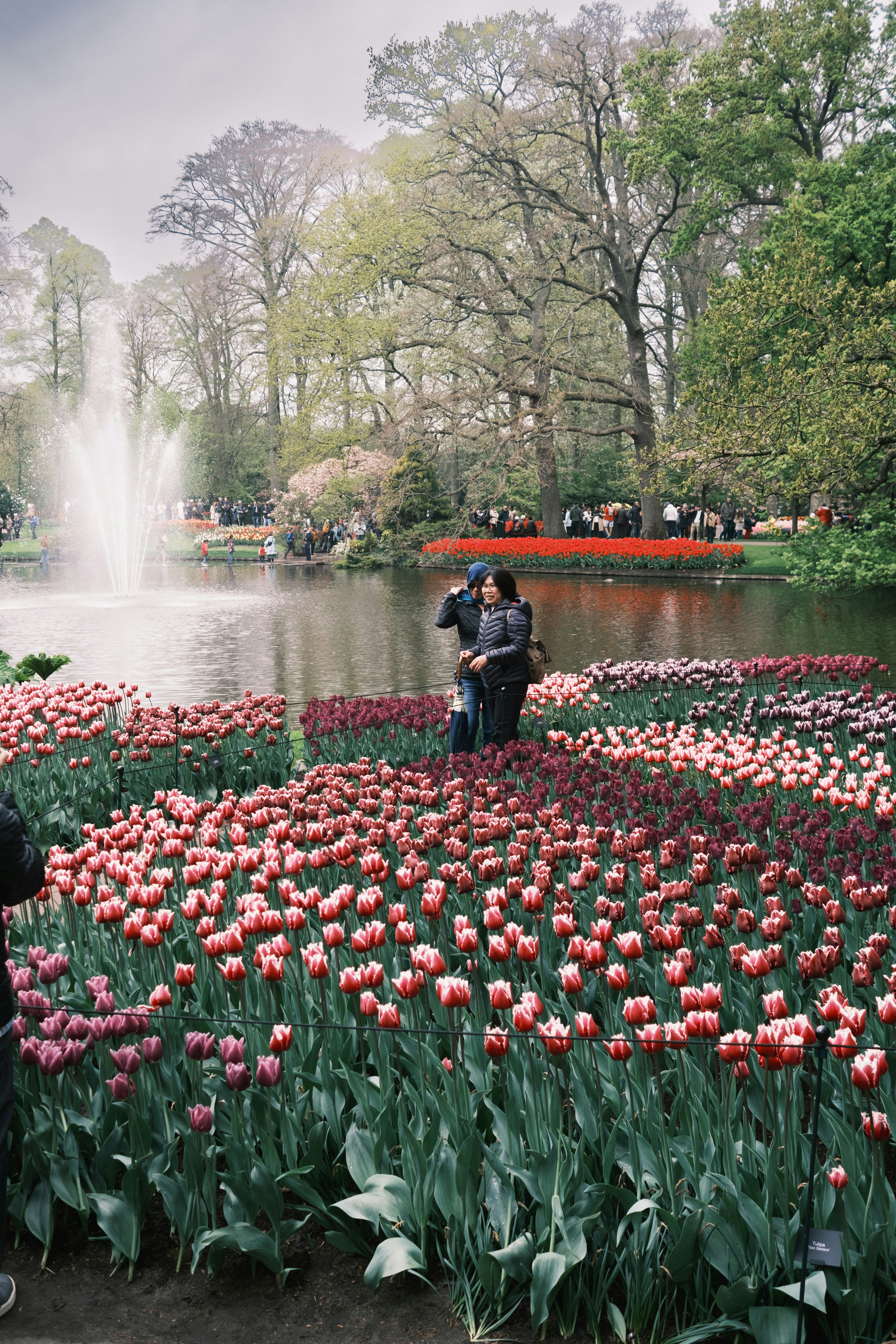 Couple Amid Tulips: A Quiet Moment at the City Park Fountain