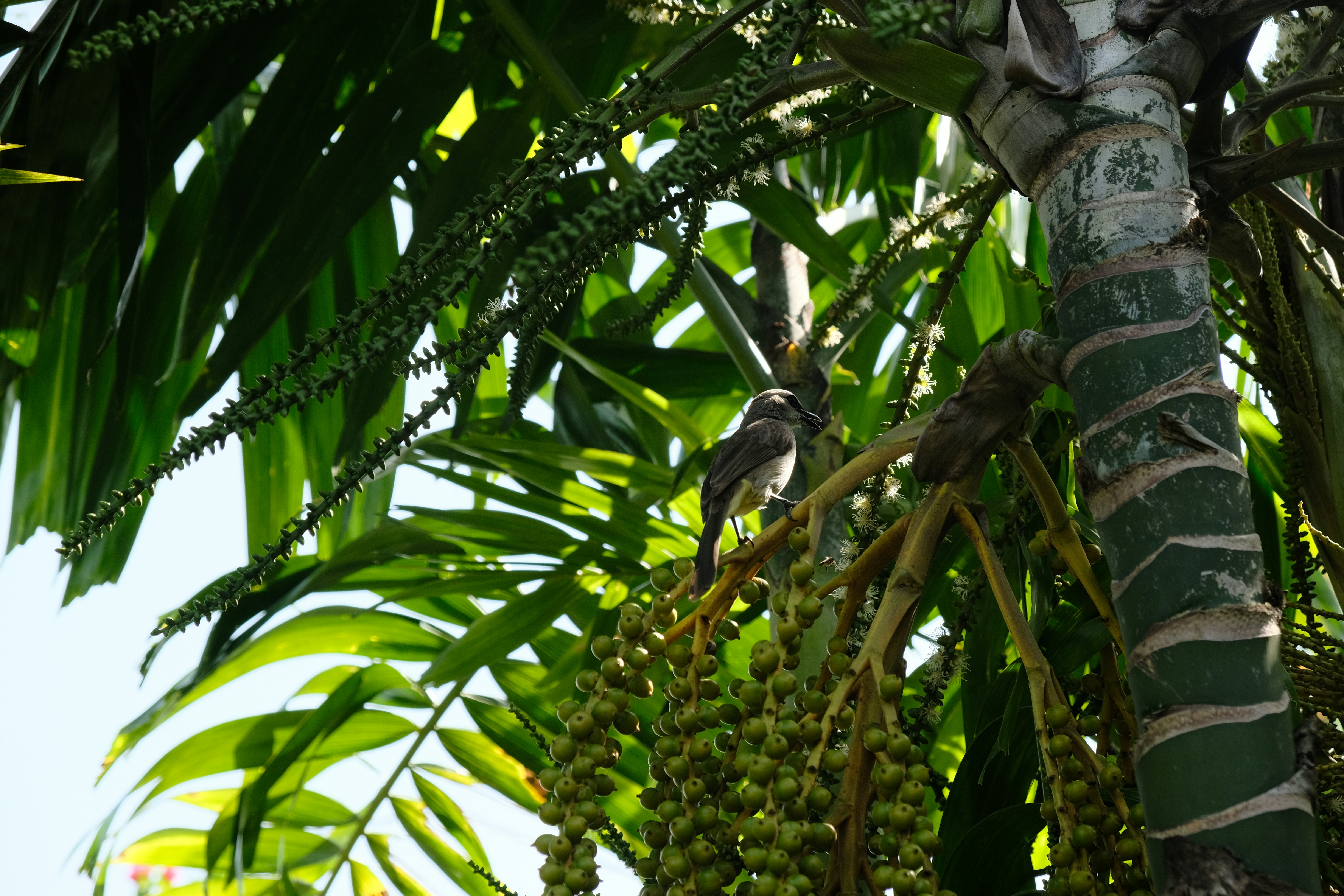 Edge of Bloom: A Small Bird Amid Banana Tree Fronds