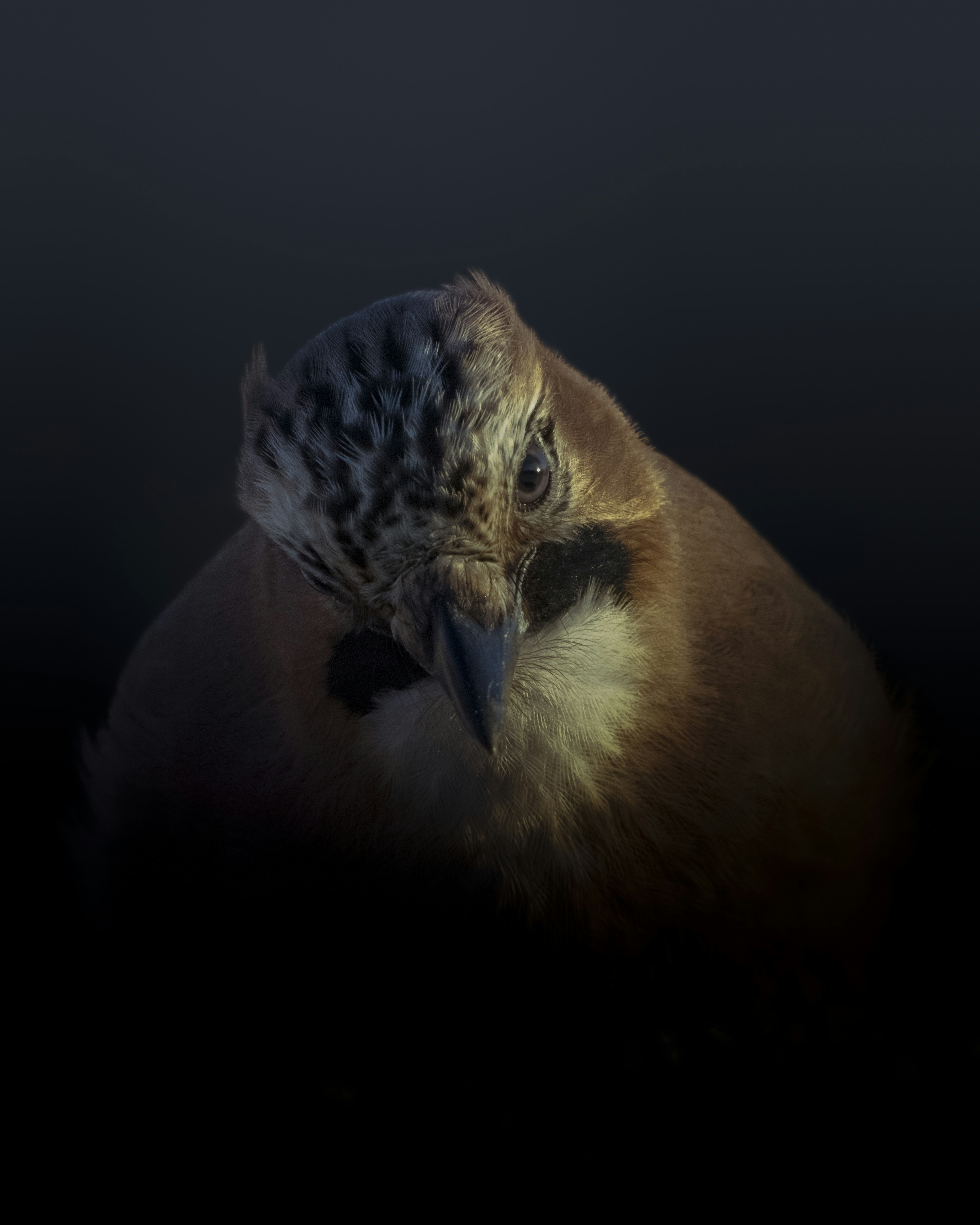 A close-up of a curious bird with intricate feather patterns, set against a dark background, highlighting its expressive features.