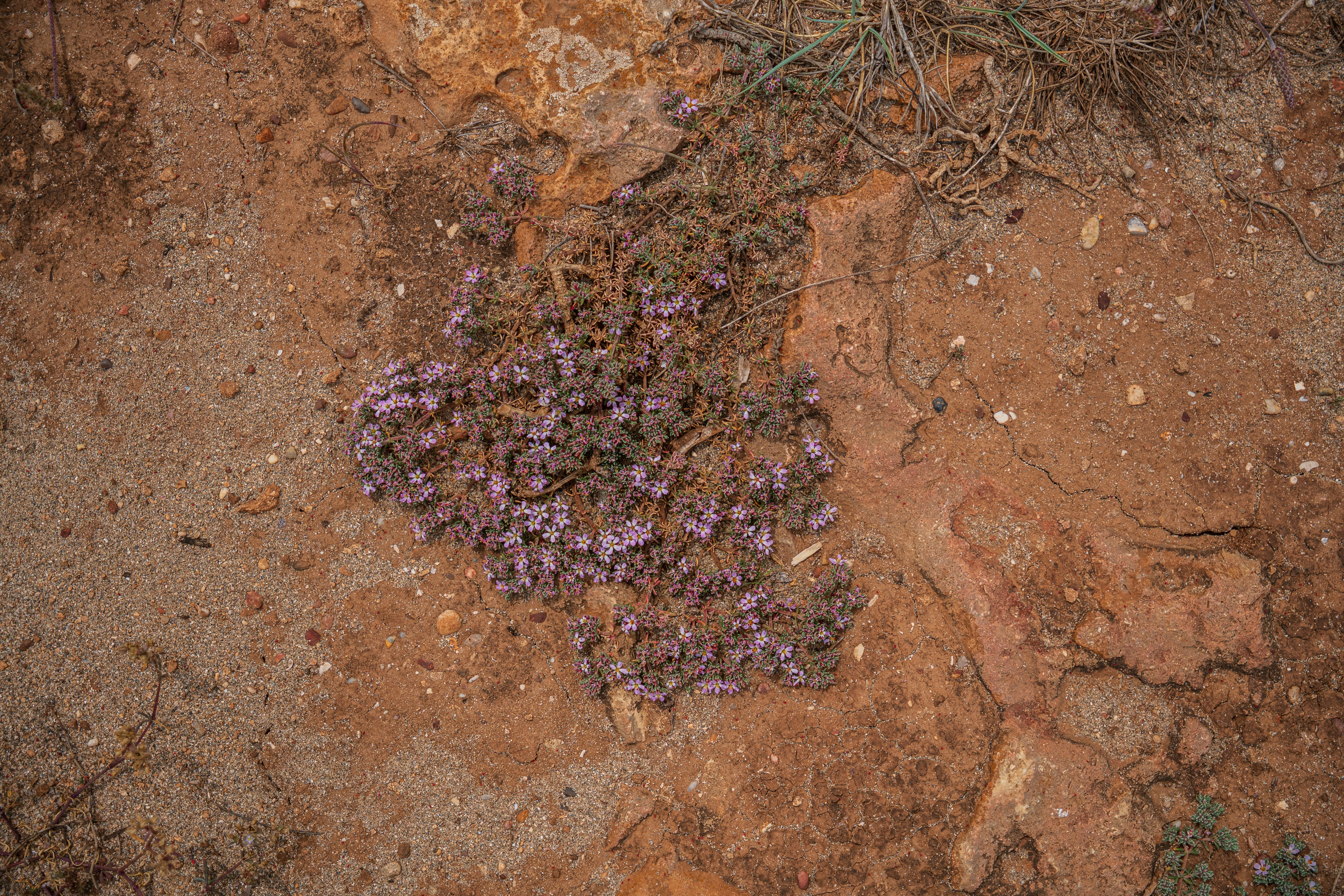 Desert Violet: A Quiet Burst of Purple on Rusty Soil