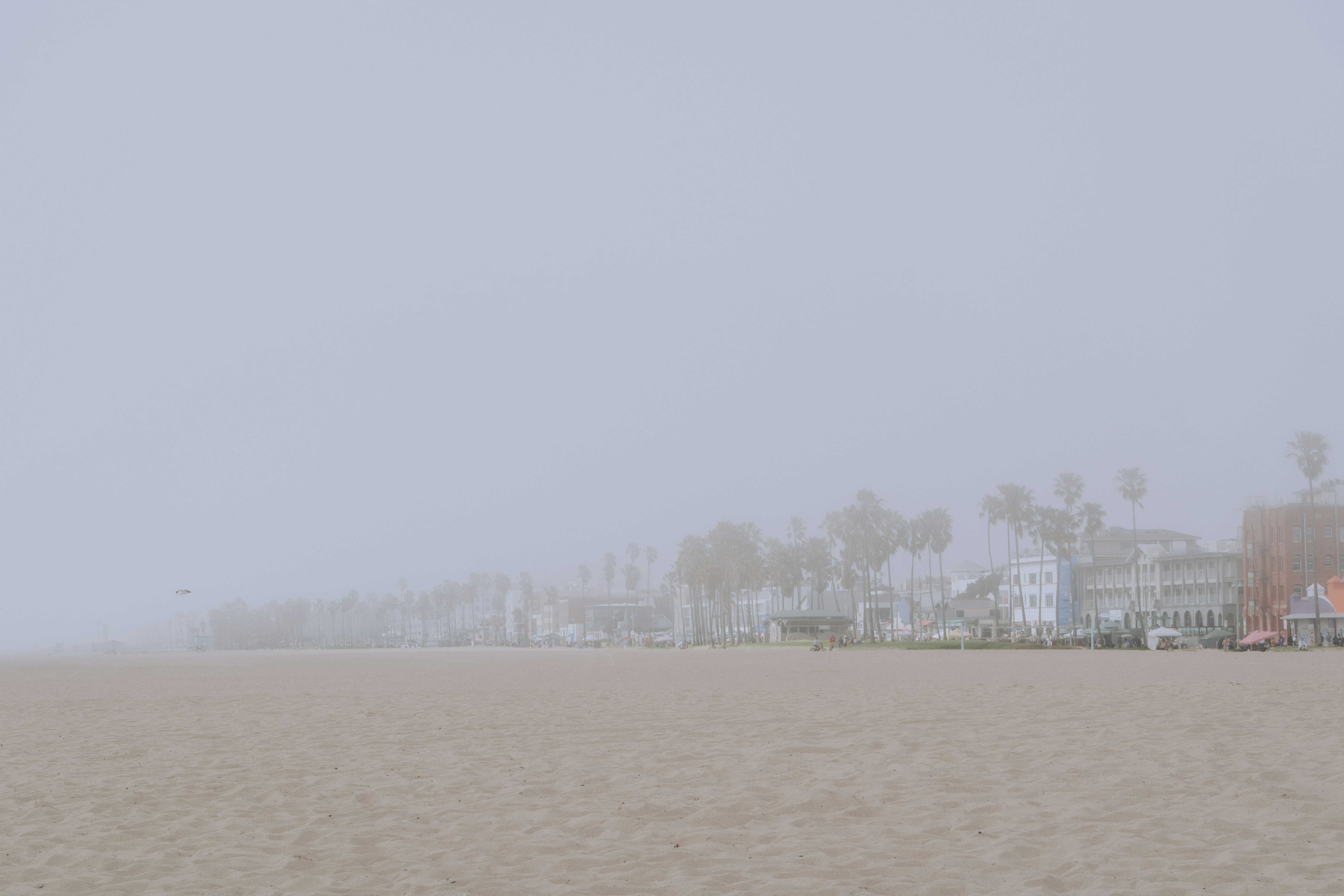 Fog Veil on the Coast: Palm Trees and Quiet Seaside Row