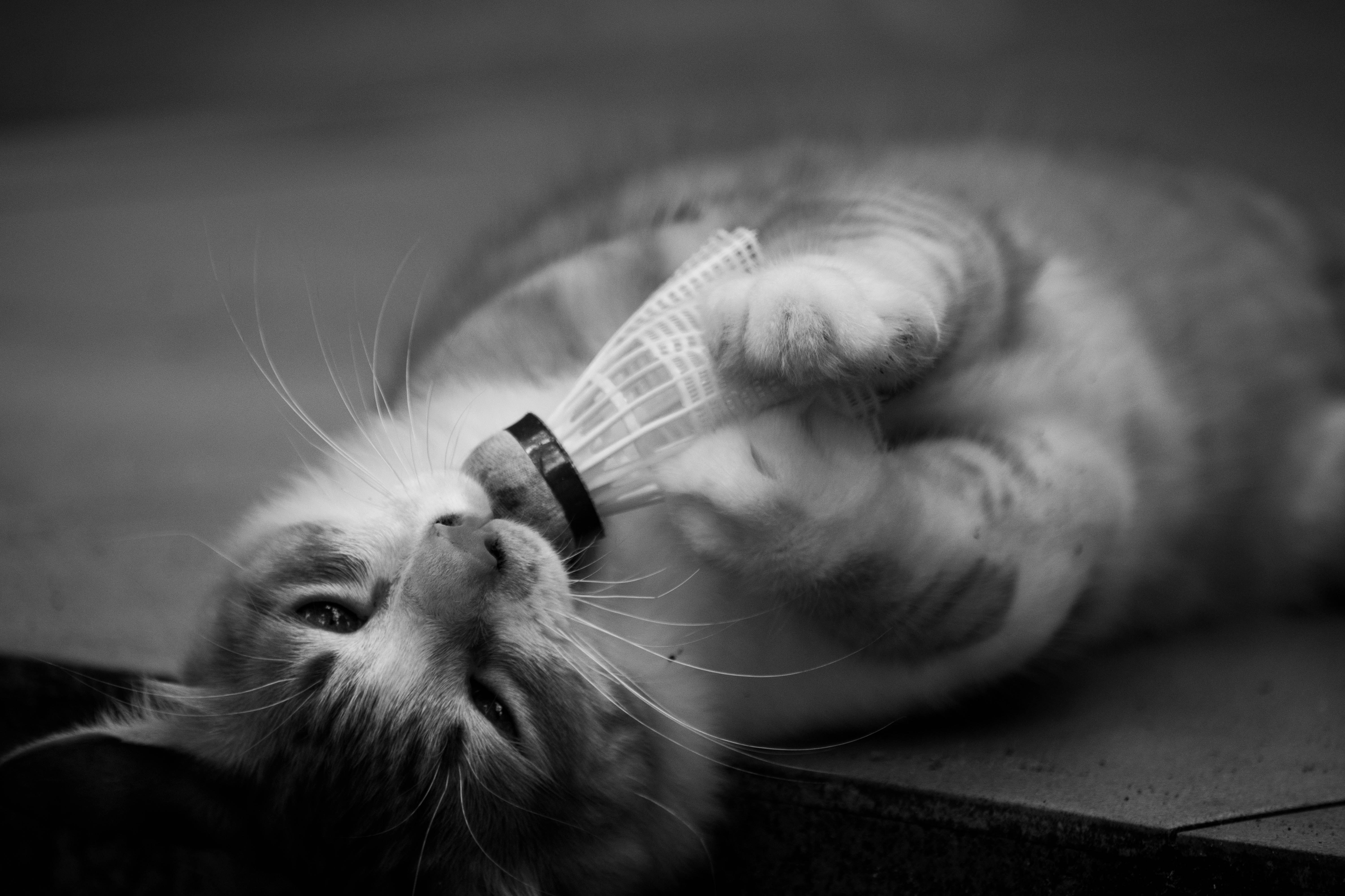 Dozing Cat with a Mesh Toy: A Quiet Moment on a Shadowed Floor