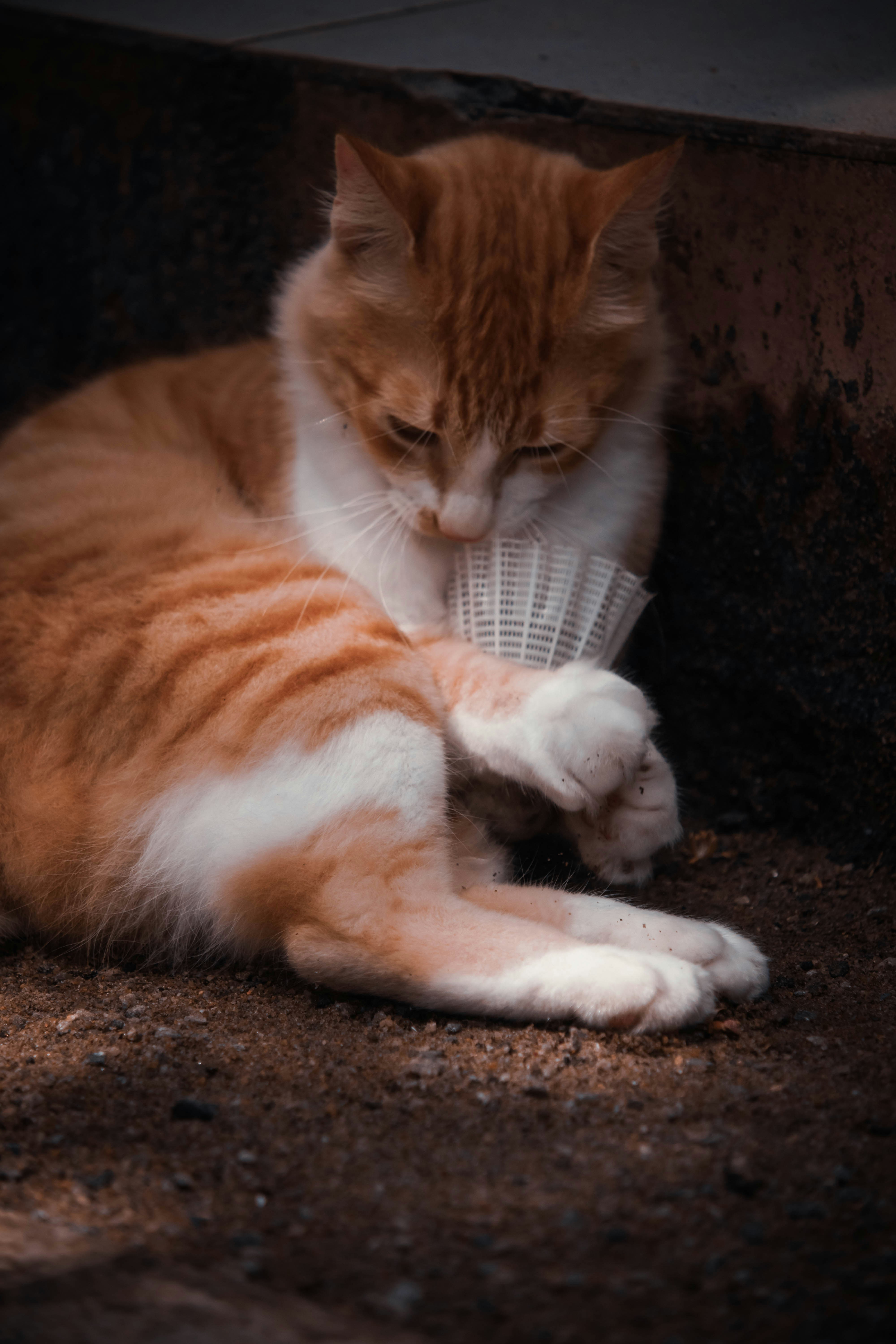 An orange and white cat delicately grooming itself while resting on a sandy surface.