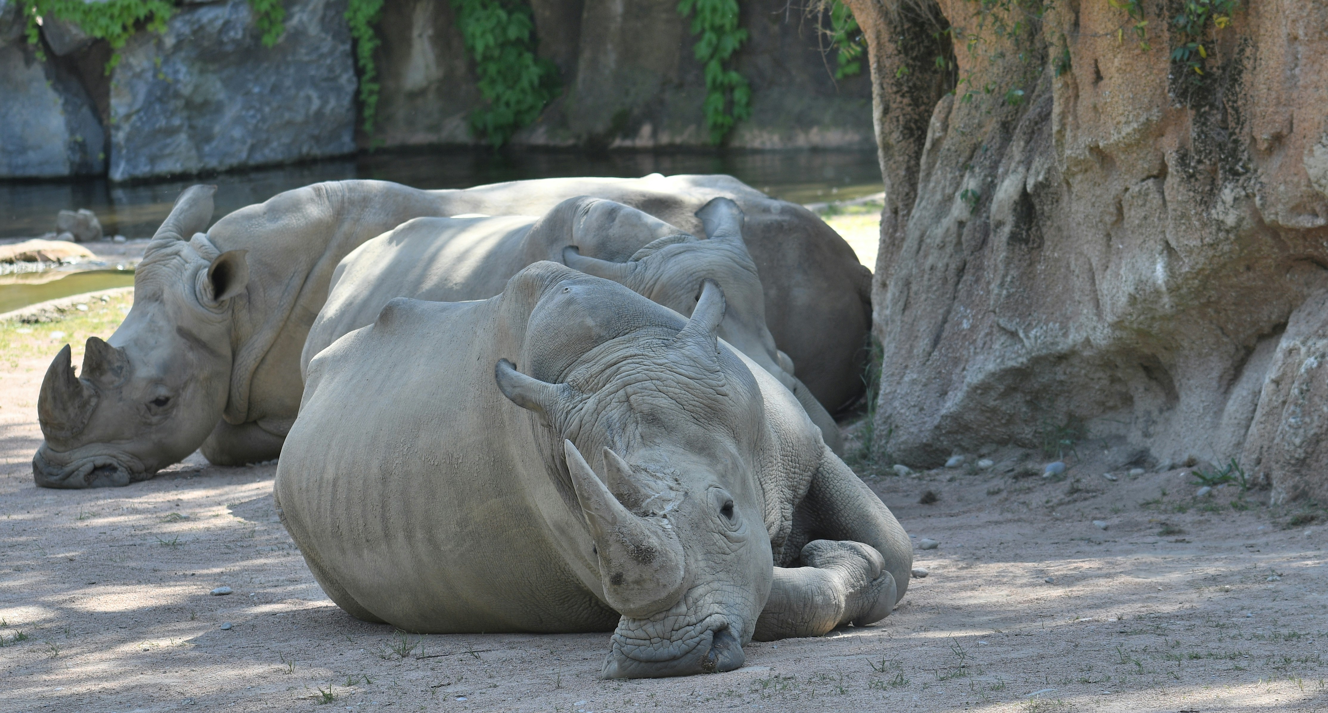 Serene Moments: Rhinos at Rest