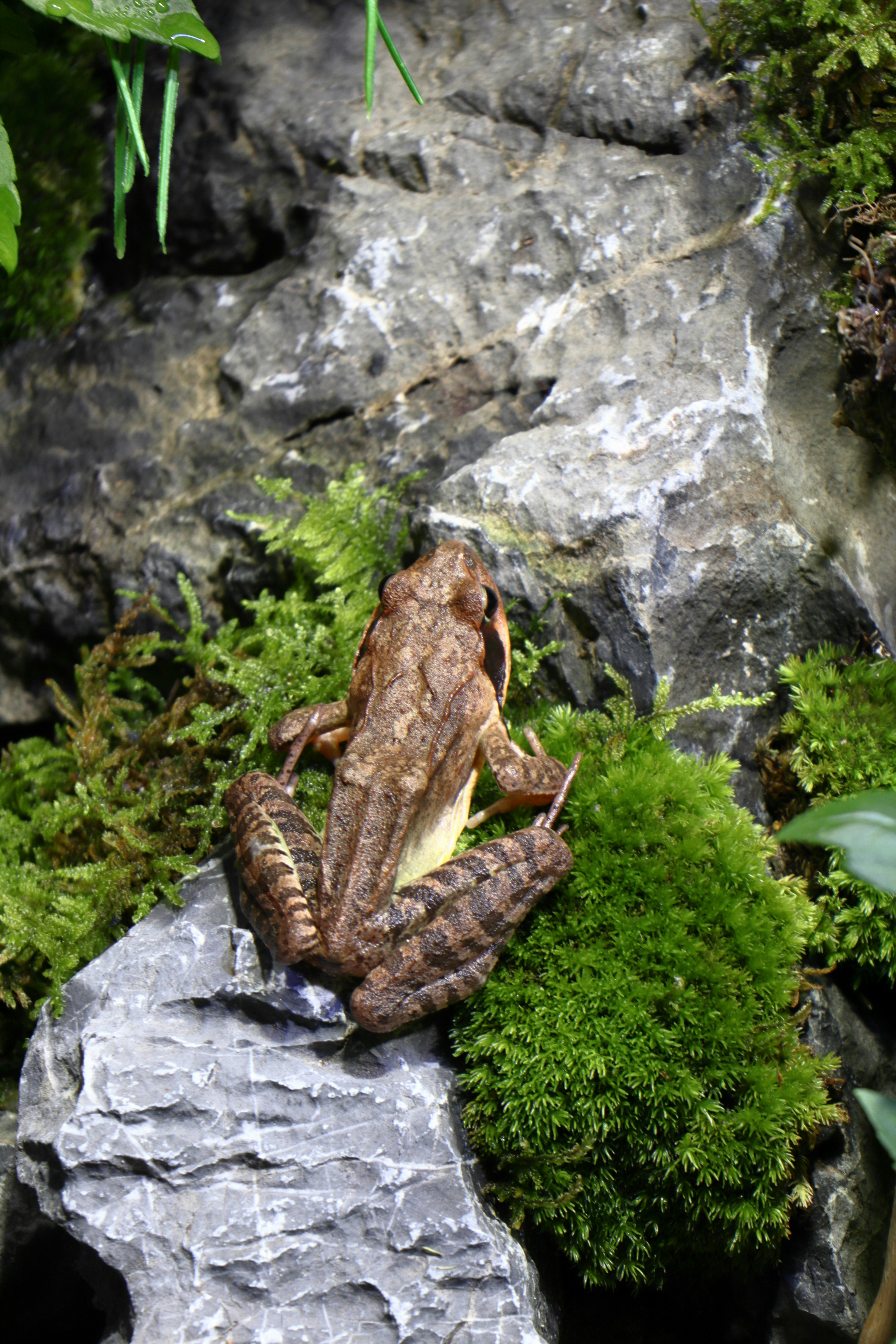 Moss-Crowned Encounter: A Brown Frog Anchored to Weathered Granite