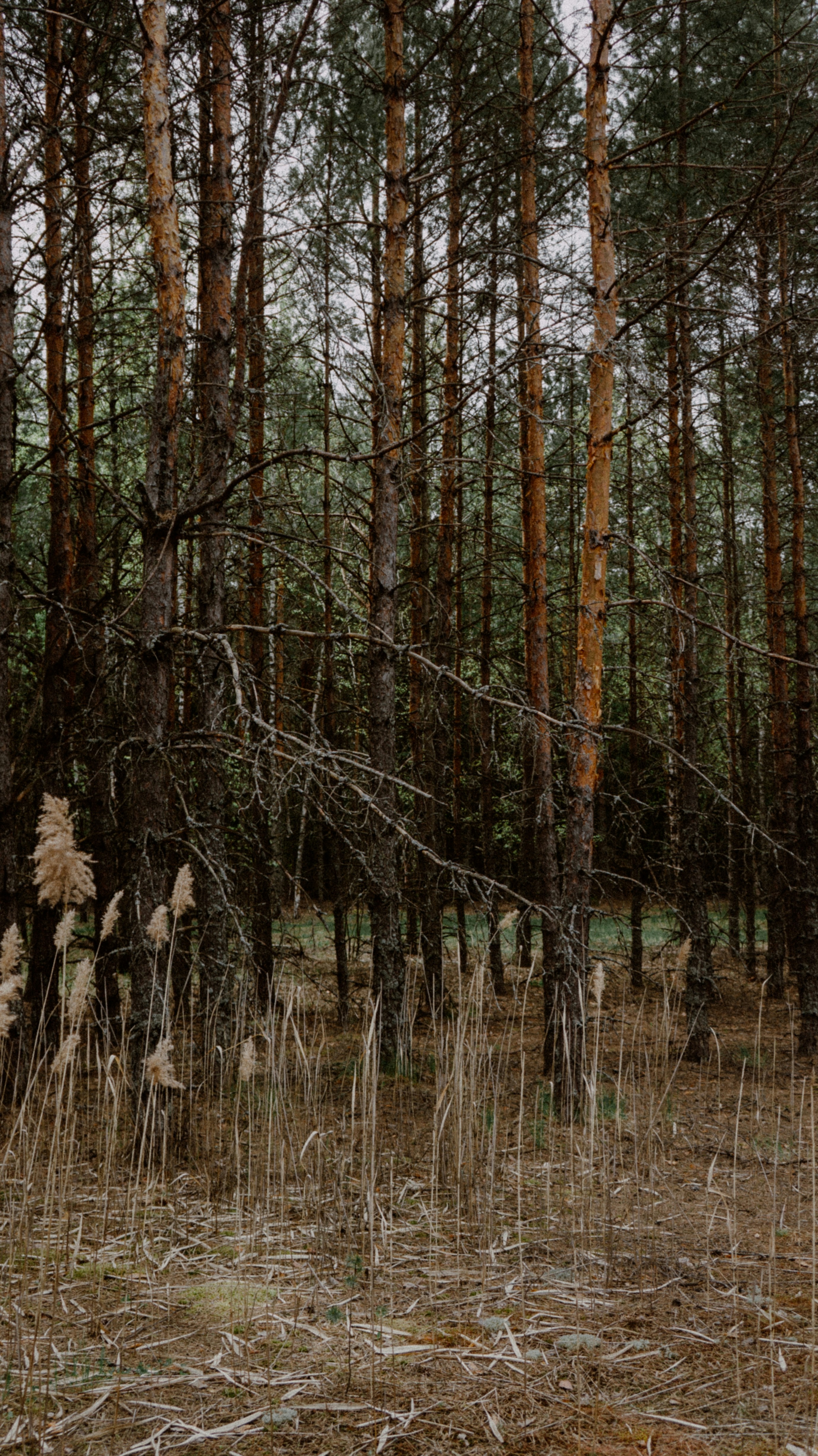 Un bosque frondoso y verde con árboles altos. foto – Imagen gratuita en ...